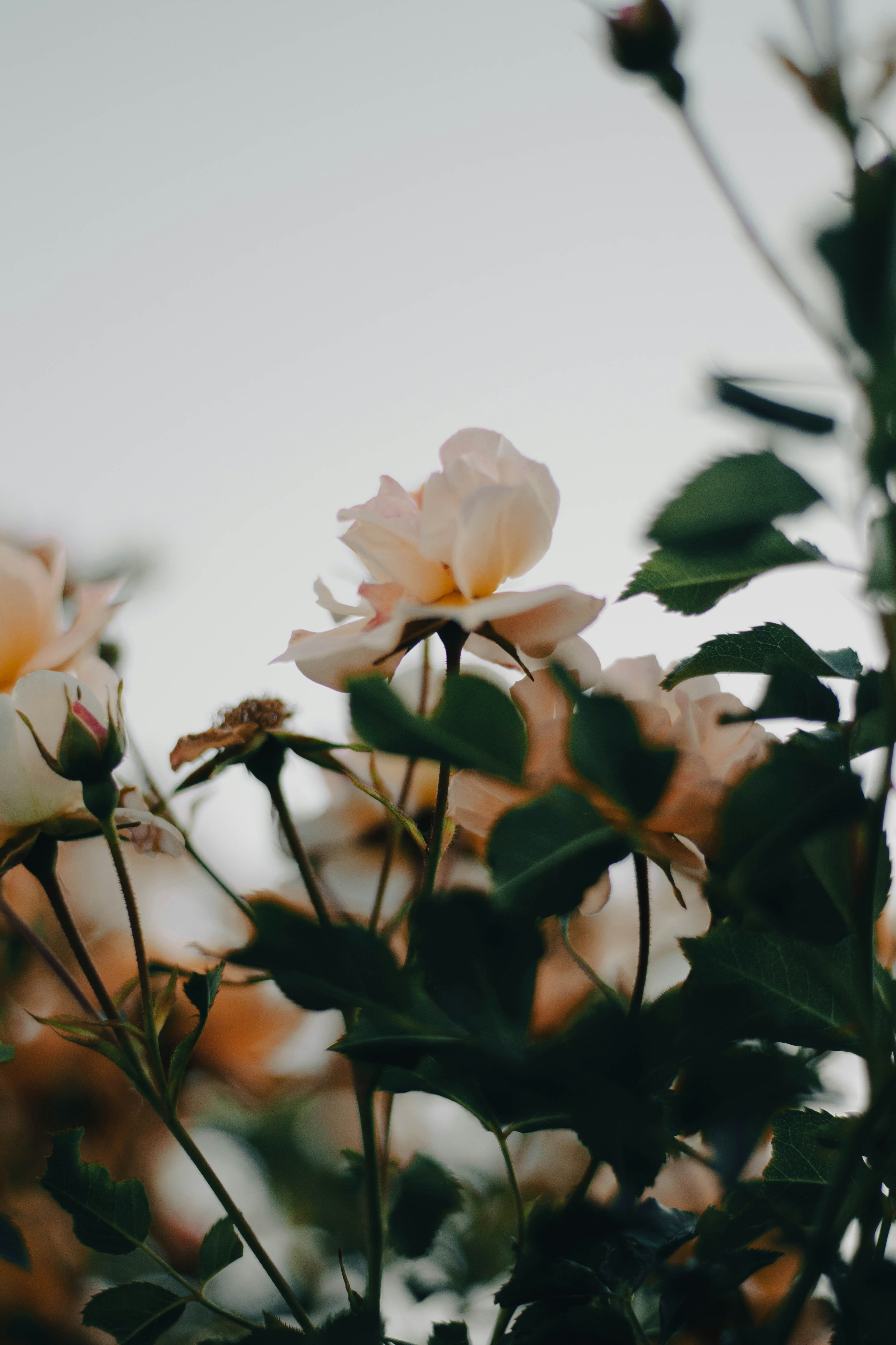 Low angle shot of white and peach roses looking up toward a bright sky