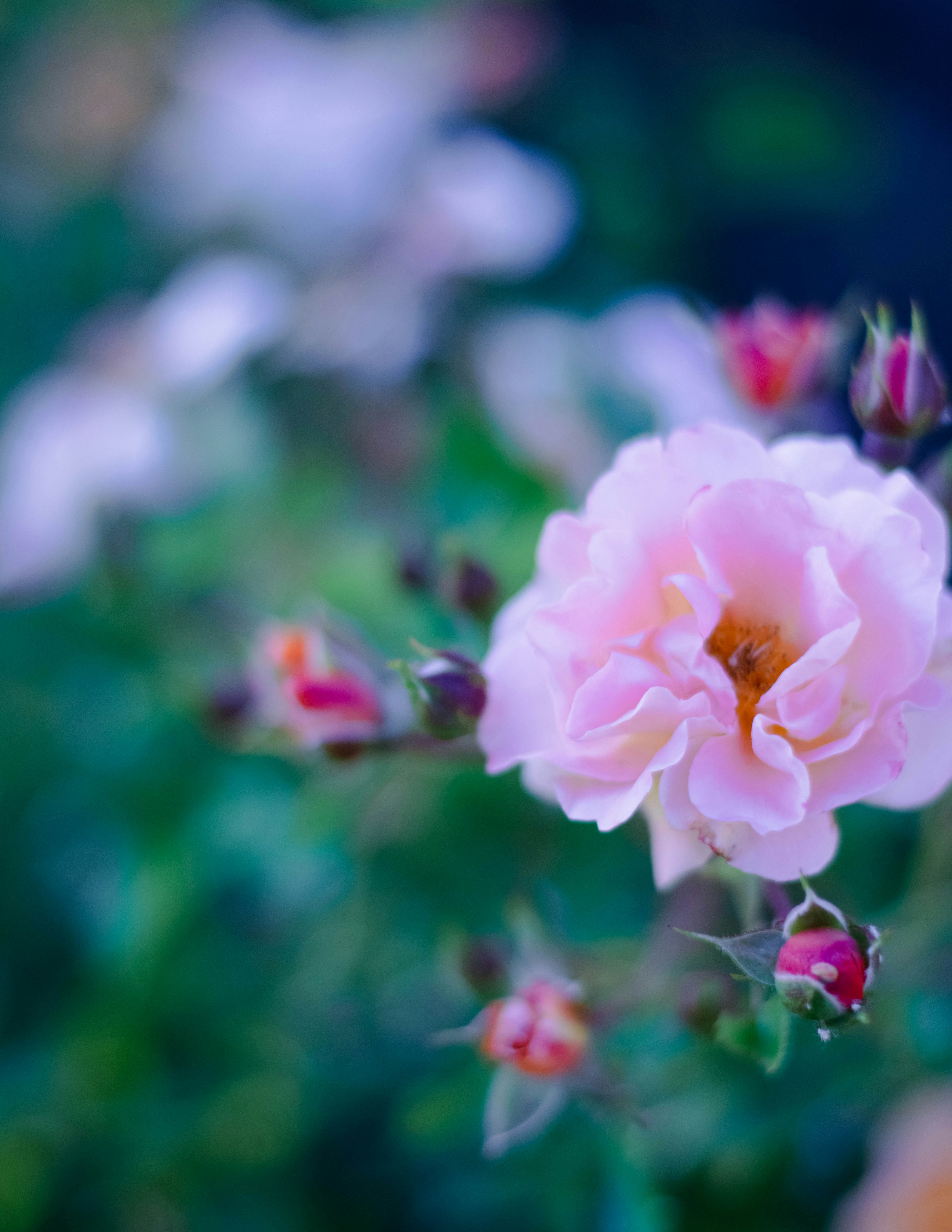 Soft-petaled bloom in a watercolor garden