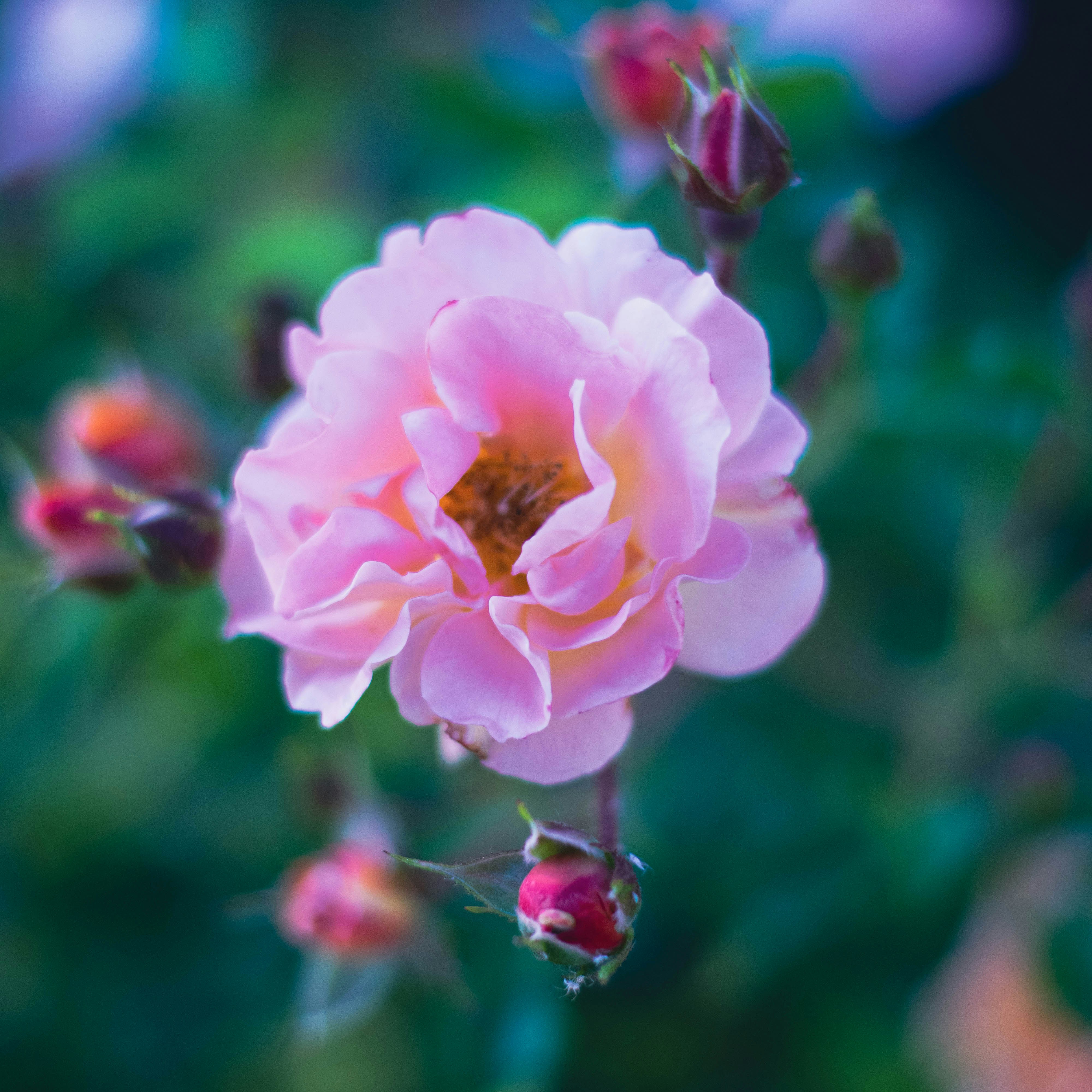 Pink Rose in Soft Focus: Close-Up Petals and Buds