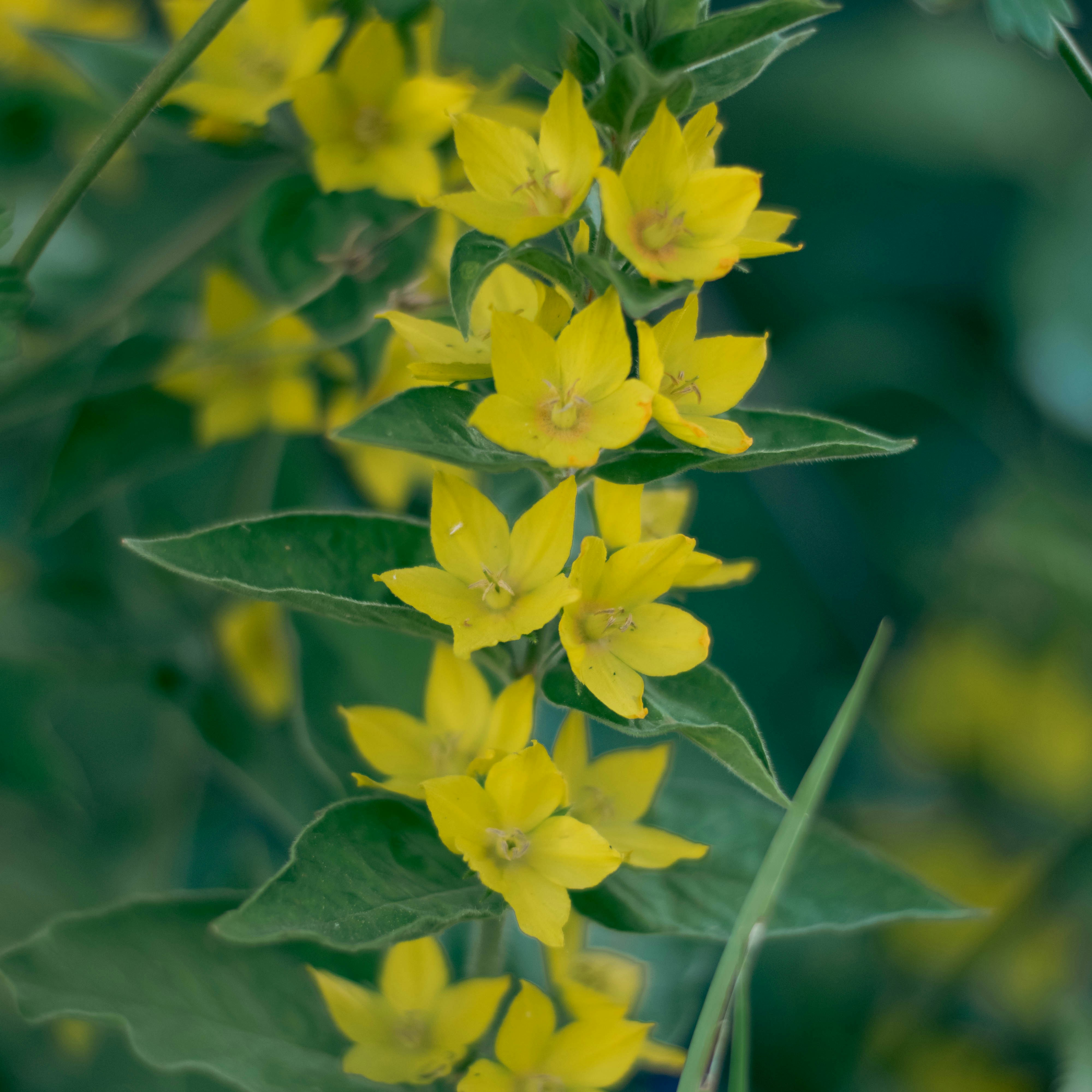Golden Spike: Cluster of Yellow Flowers on a Verdant Stem