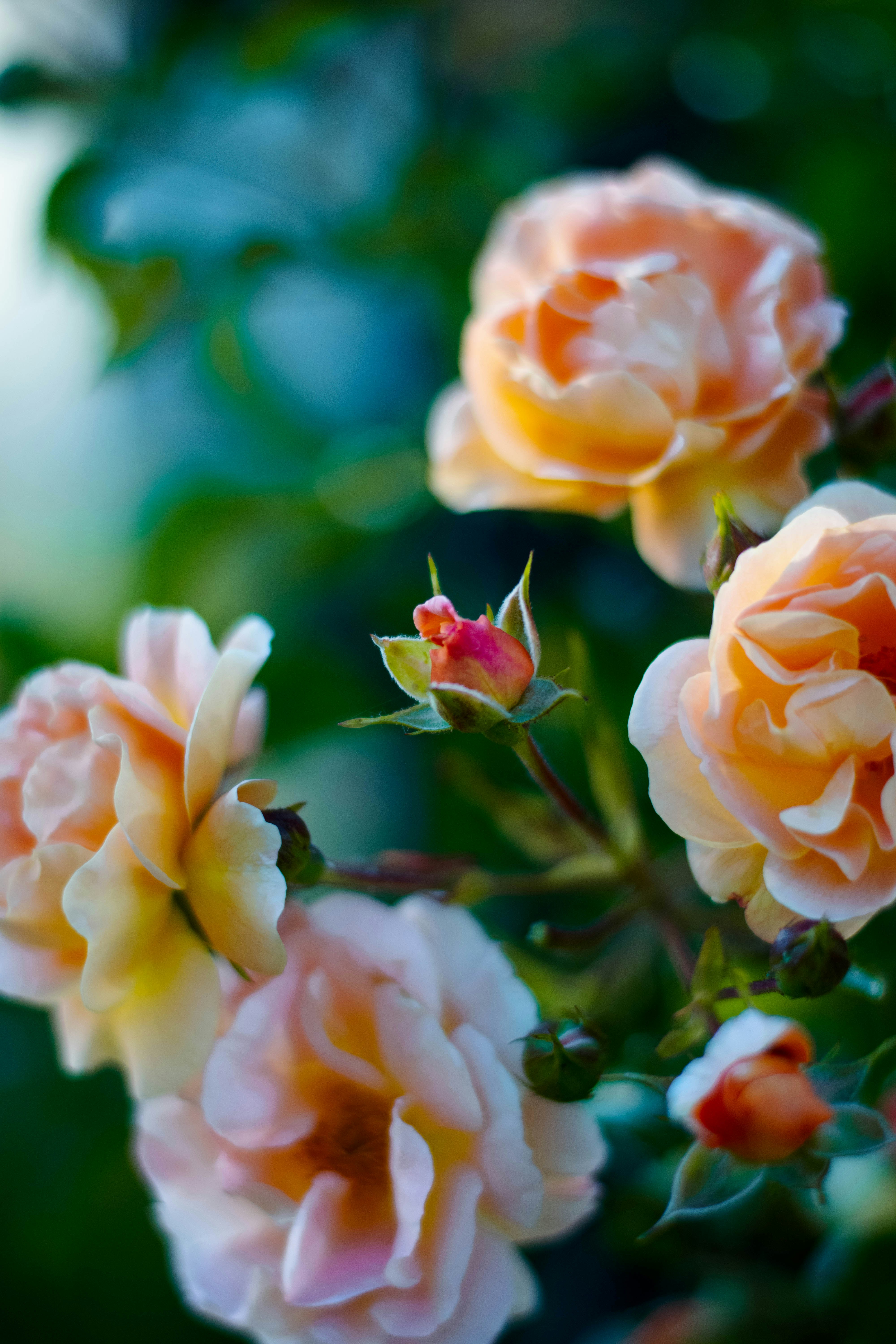 Peach Rosettes: A Cluster of Tender Bloom in Warm Evening Light