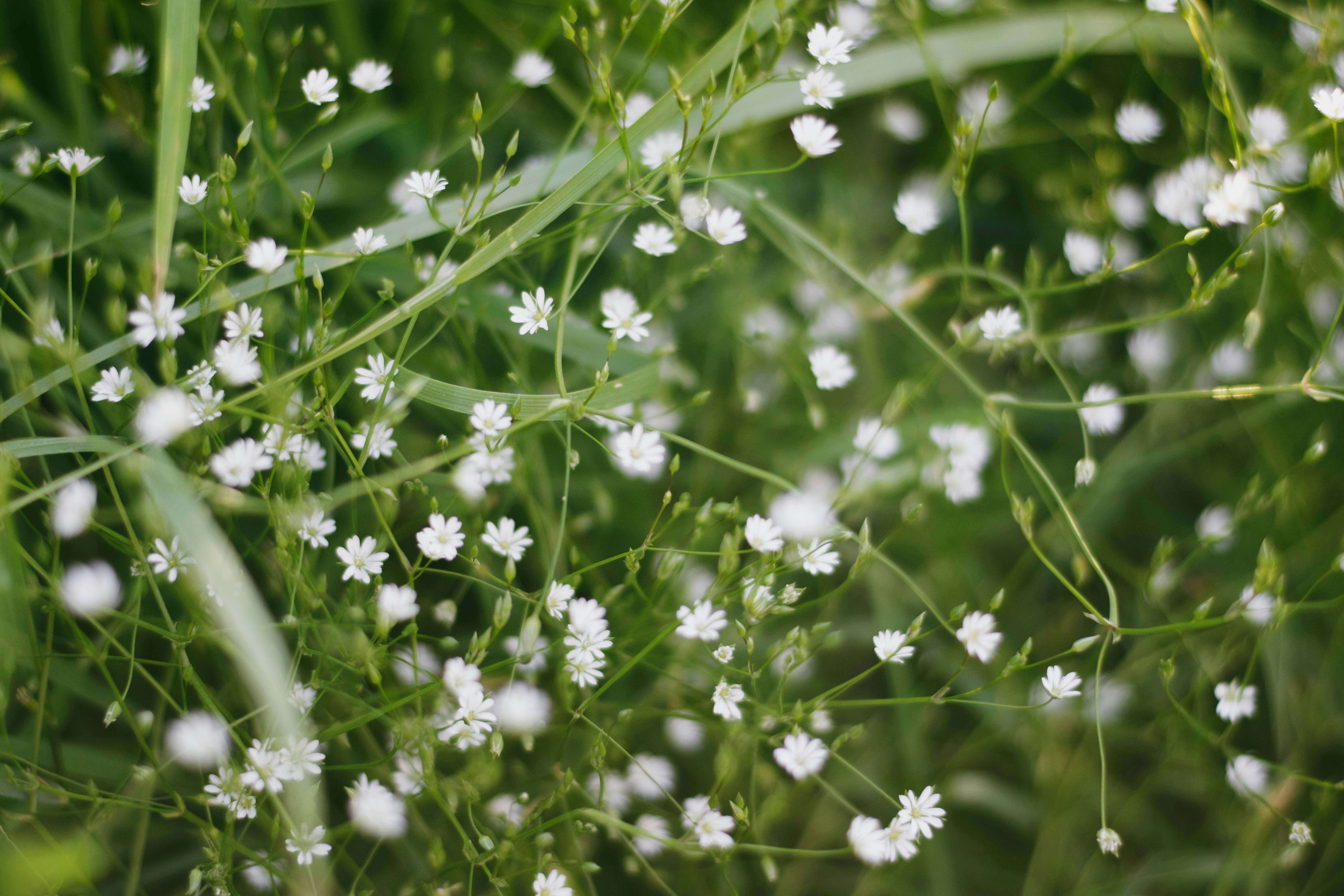 Whispers of White in a Meadow of Green