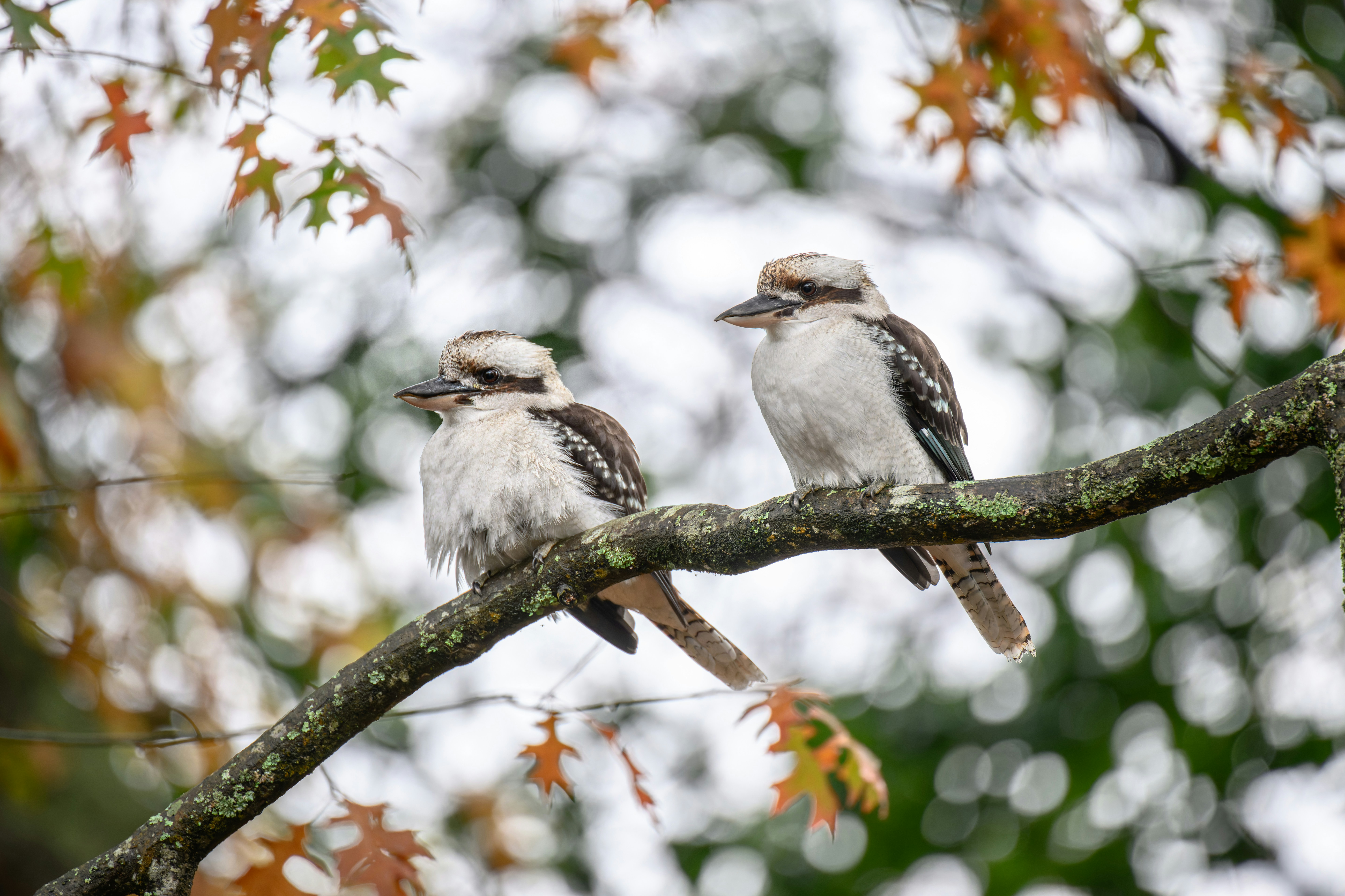 Laughing kookaburras, Victorian High Country, Australia.