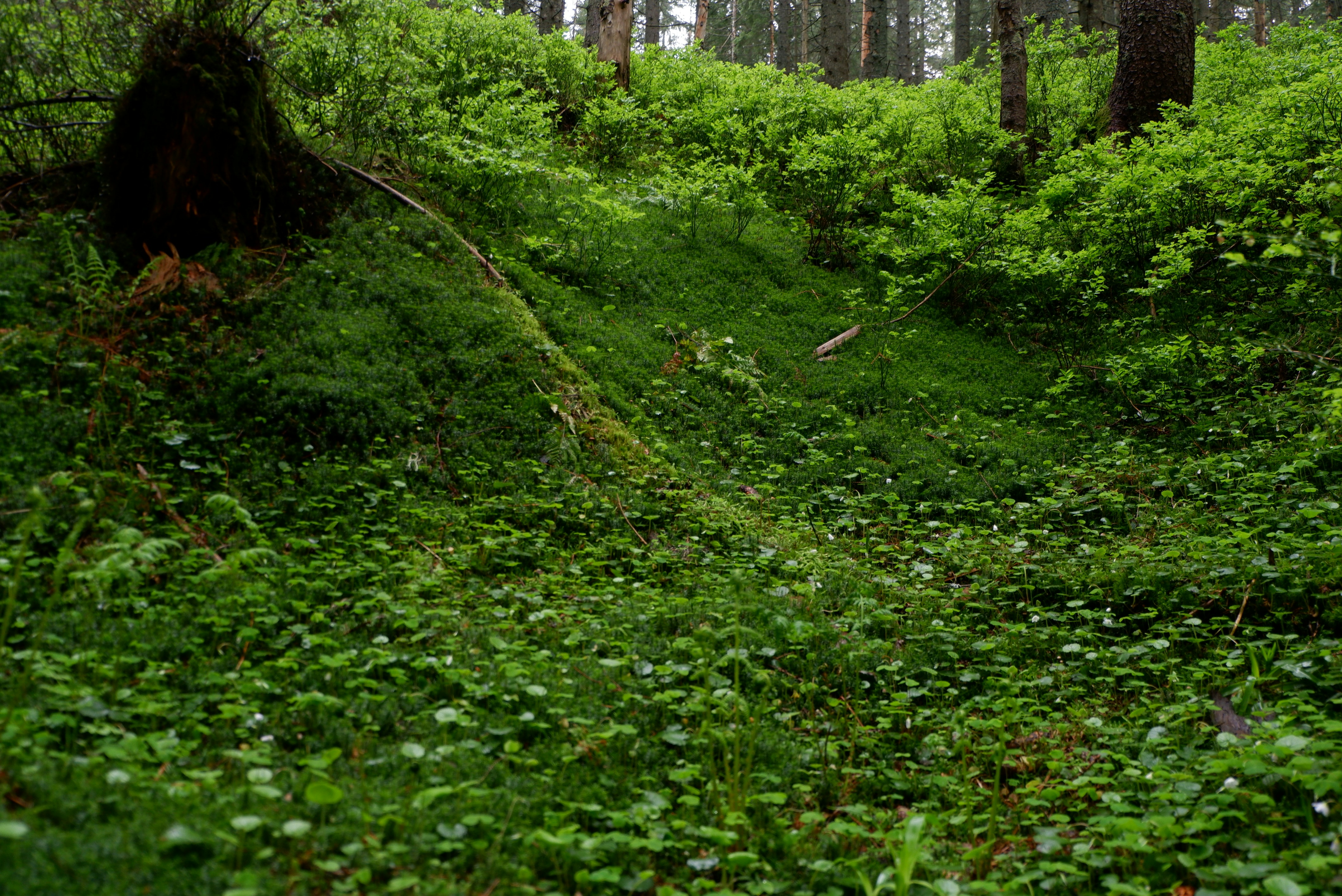 A rich, velvety macro shot of vibrant green moss carpets, clover leaves, and lichen tightly wrapping around fallen ancient logs and forest stones.