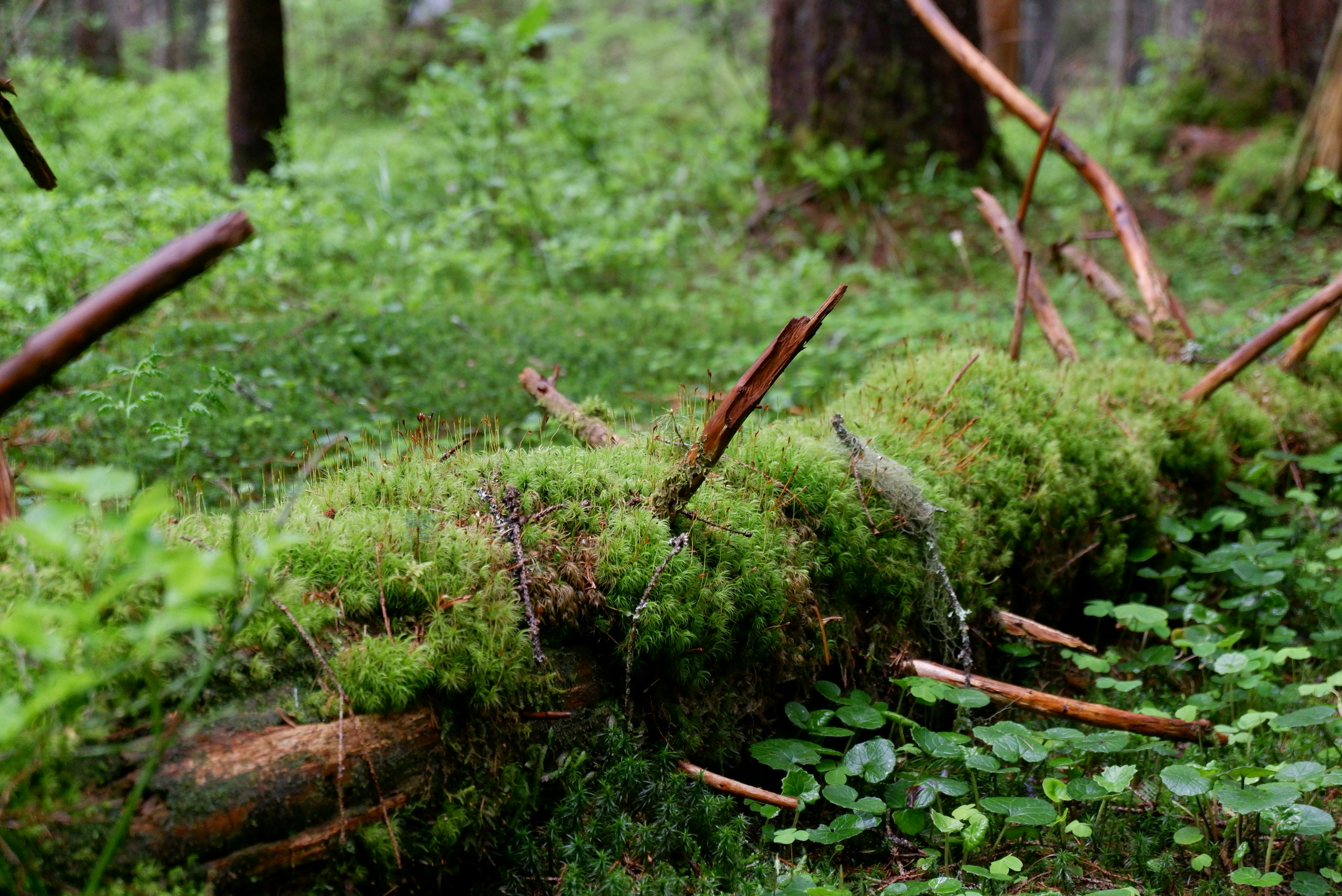 A rich, velvety macro shot of vibrant green moss carpets, clover leaves, and lichen tightly wrapping around fallen ancient logs and forest stones.