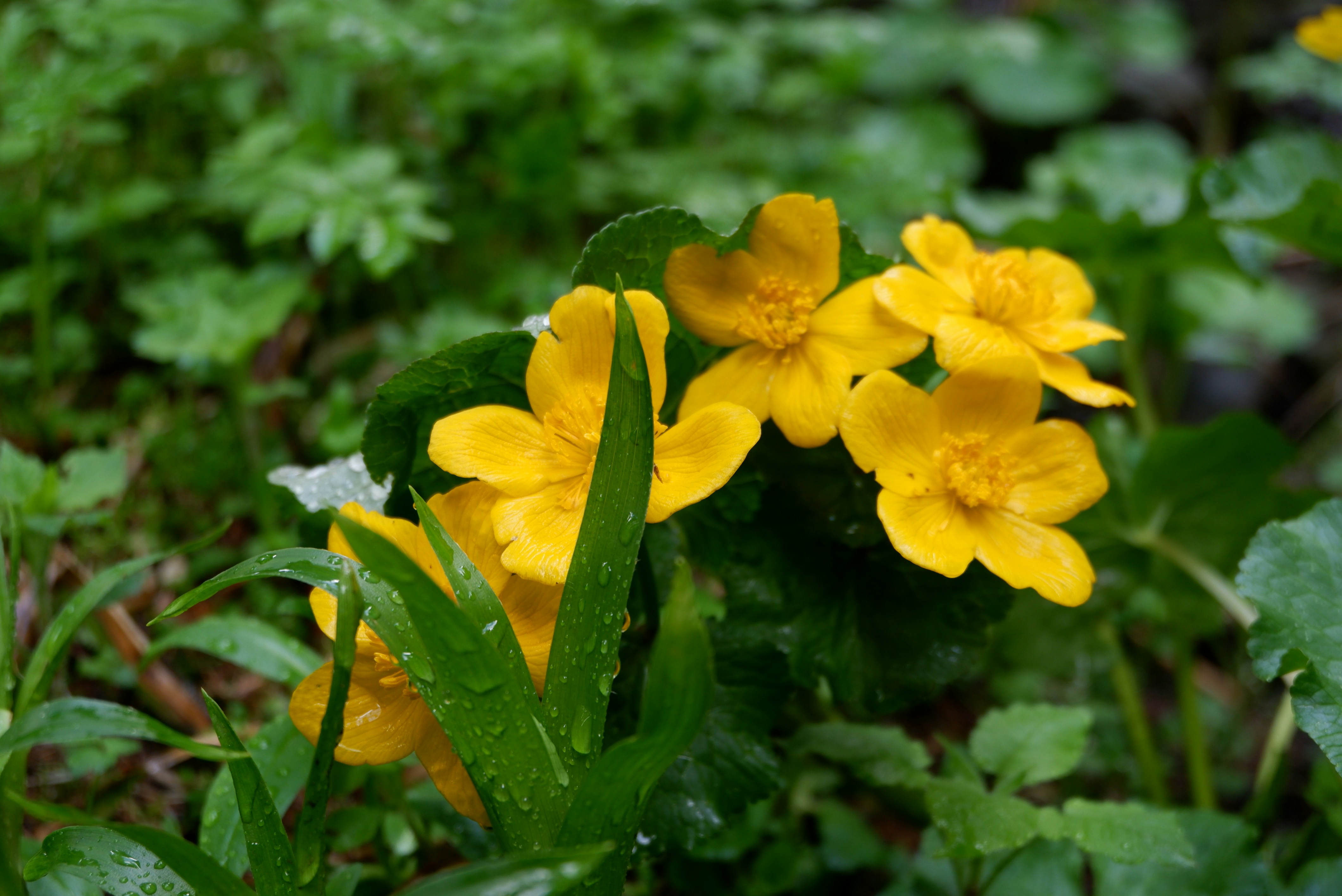 Bright yellow marsh marigolds wildflowers blooming natively along damp, high-altitude mountain trails.