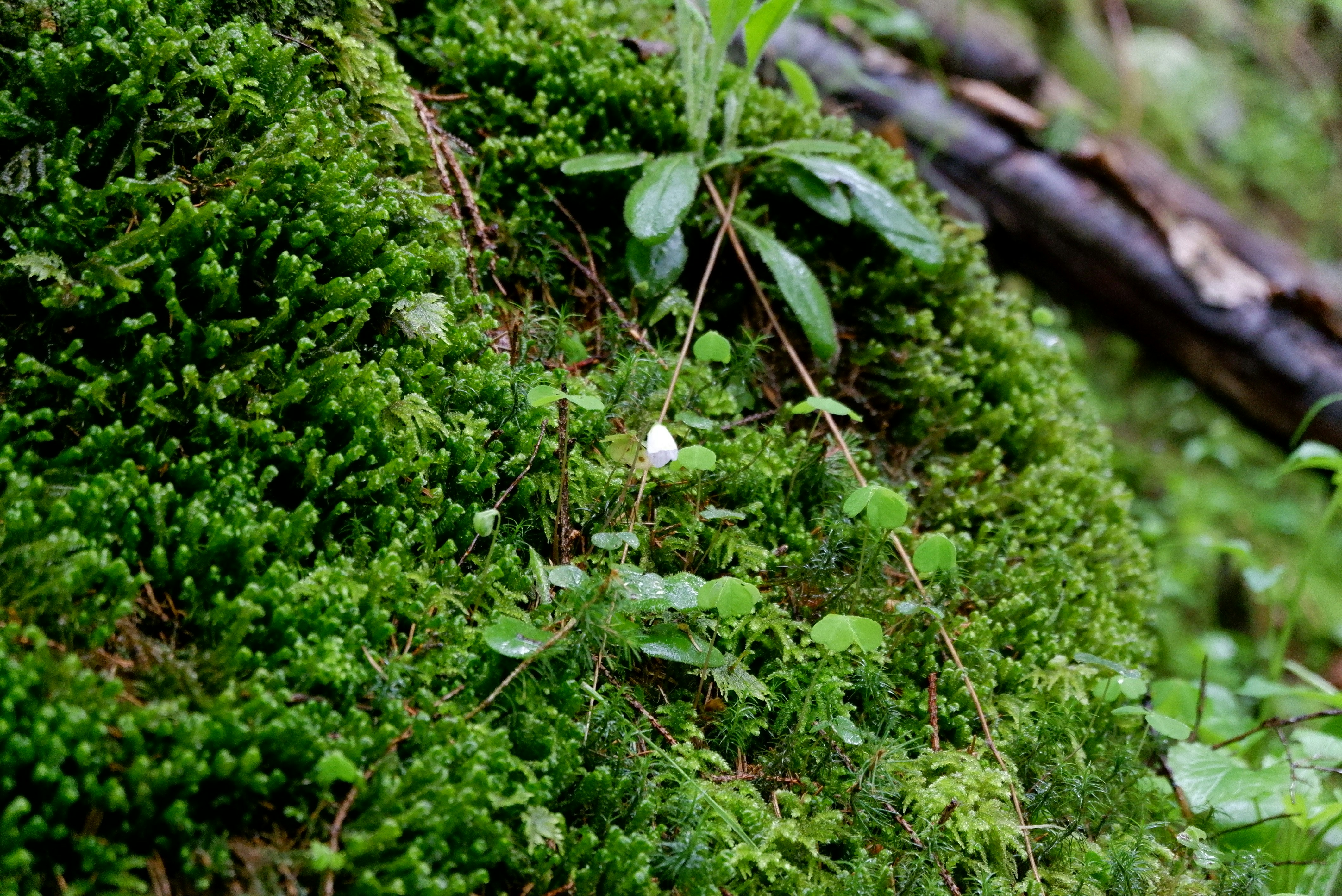 A rich, velvety macro shot of vibrant green moss carpets, clover leaves, and lichen tightly wrapping around fallen ancient logs and forest stones.