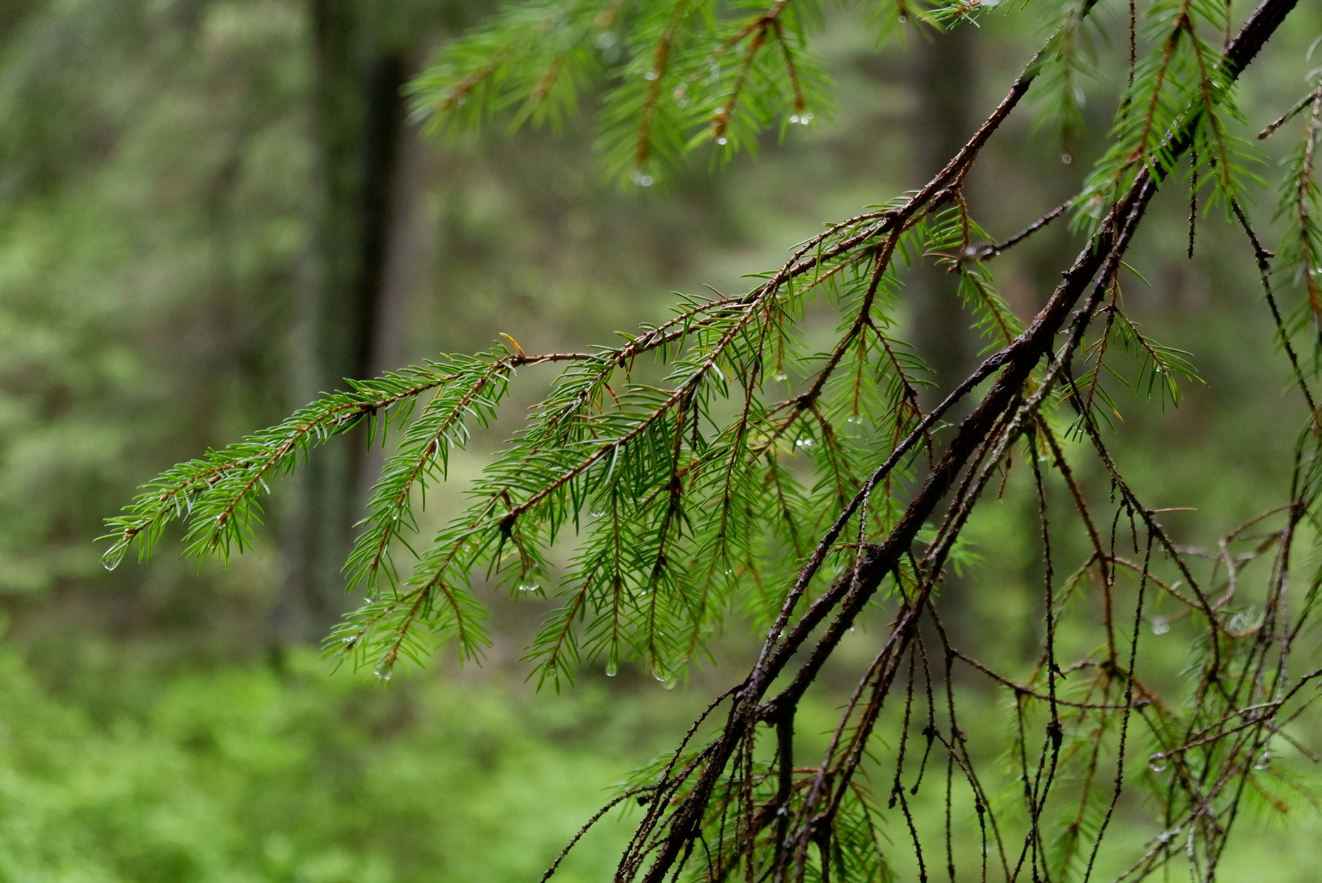 Niche macro view of wet pine tree branches covered in tiny morning dew droplets. A moody, atmospheric forest background fades softly into mountain mist.
