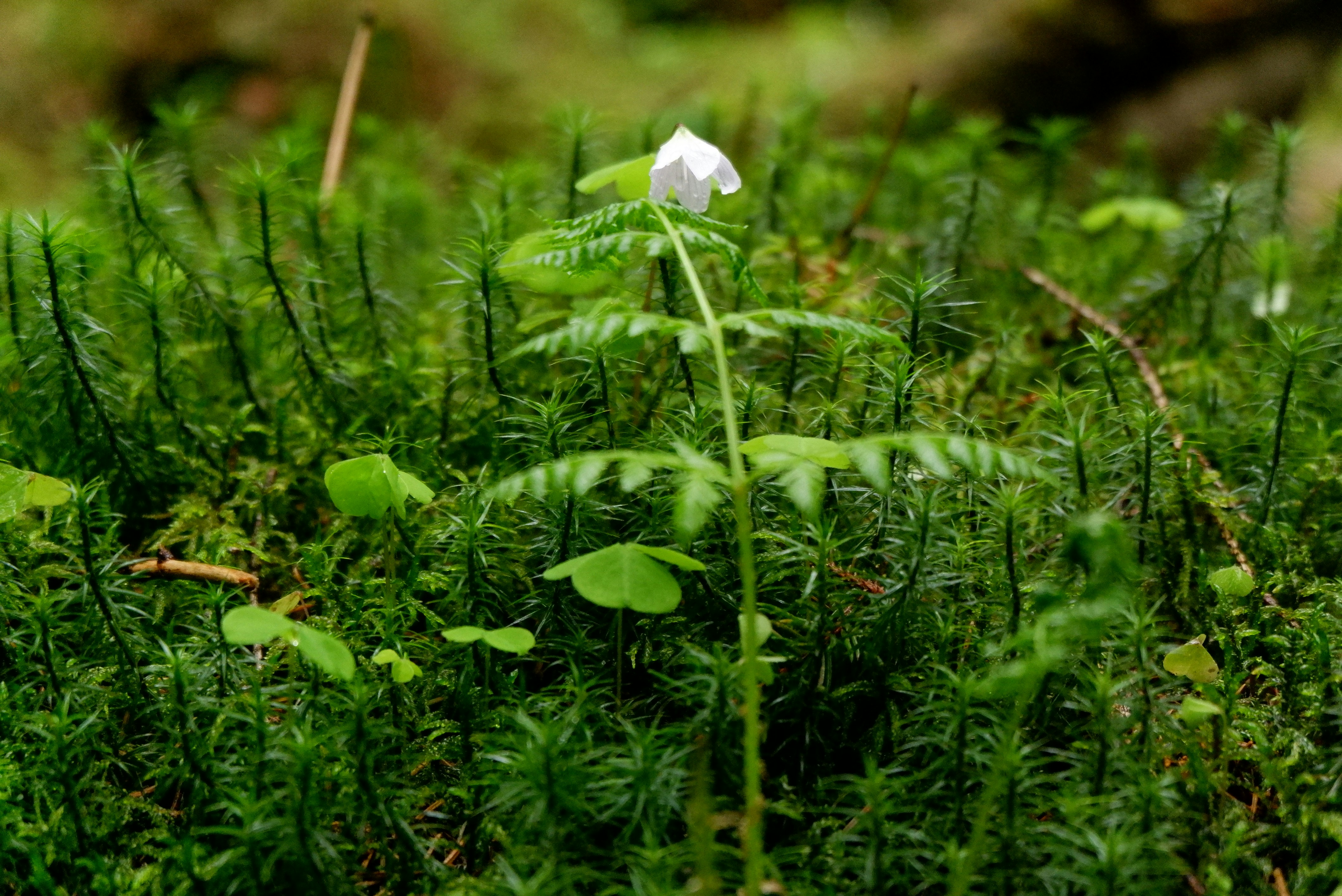 Solitary White Bloom Reaching Through a Sea of Green Ferns