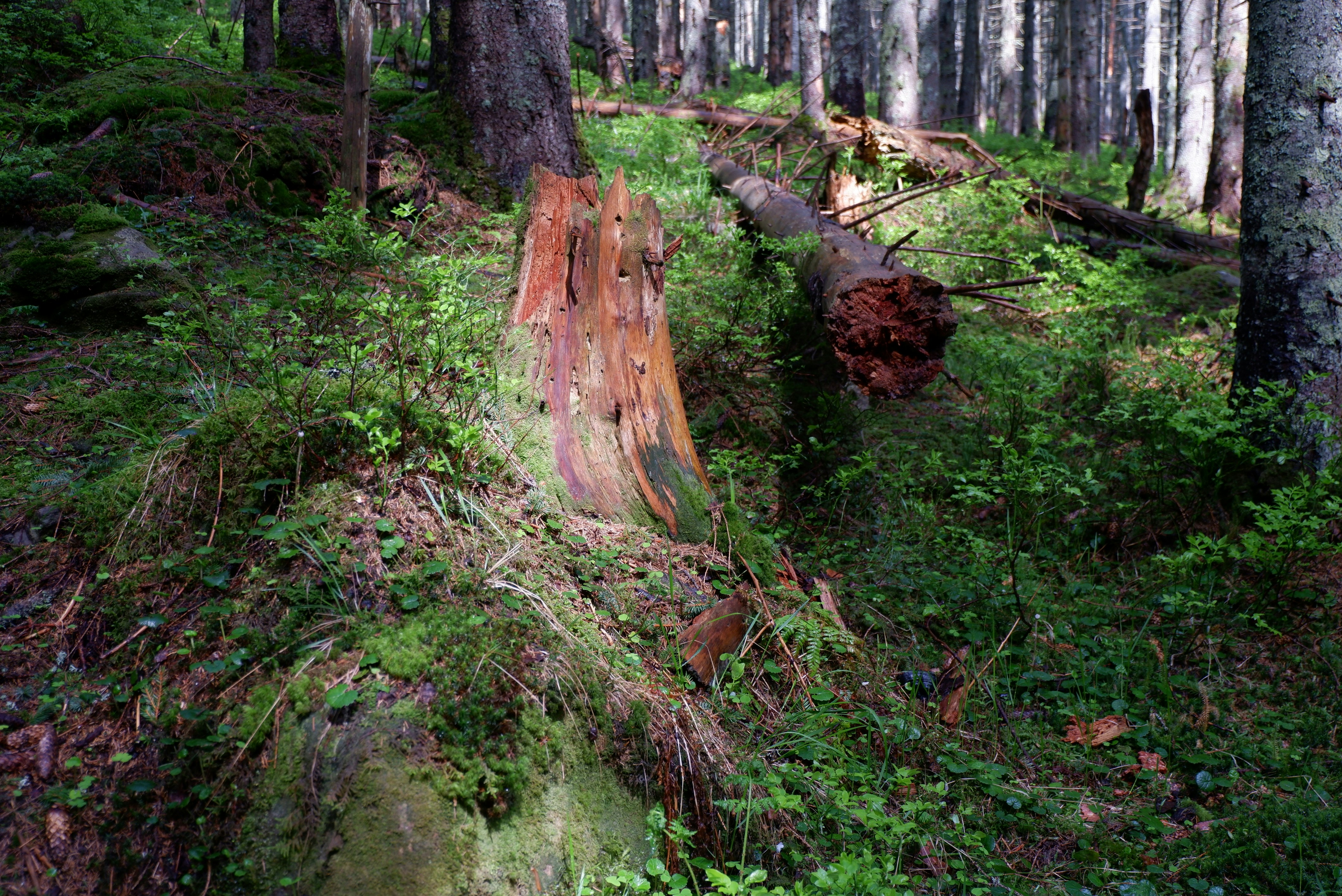 Forest Sentinel: A Weathered Stump Among Quiet Pines