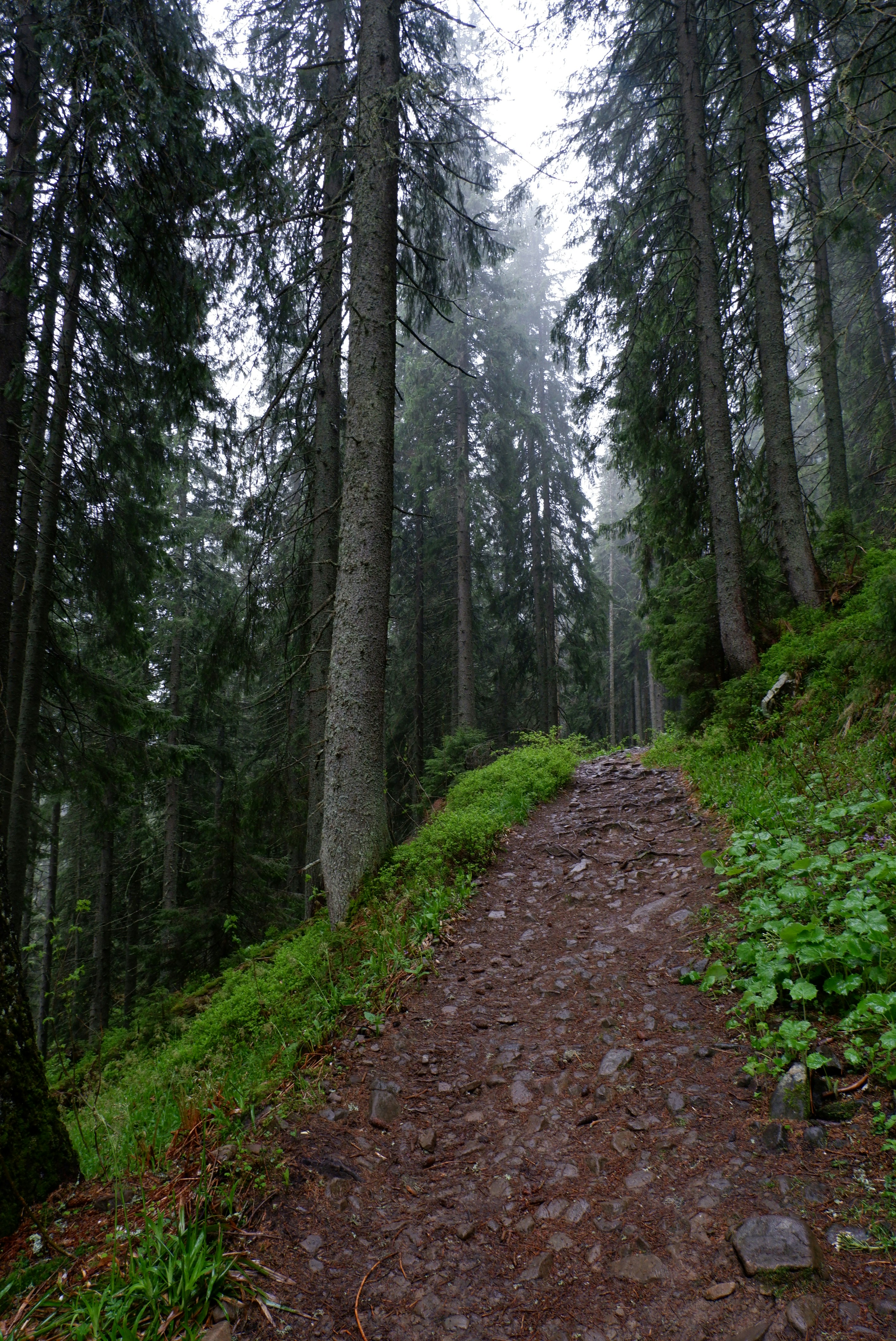 A wet, rocky hiking path winding up through a dense, towering pine forest shrouded in thick morning fog and mountain mist.