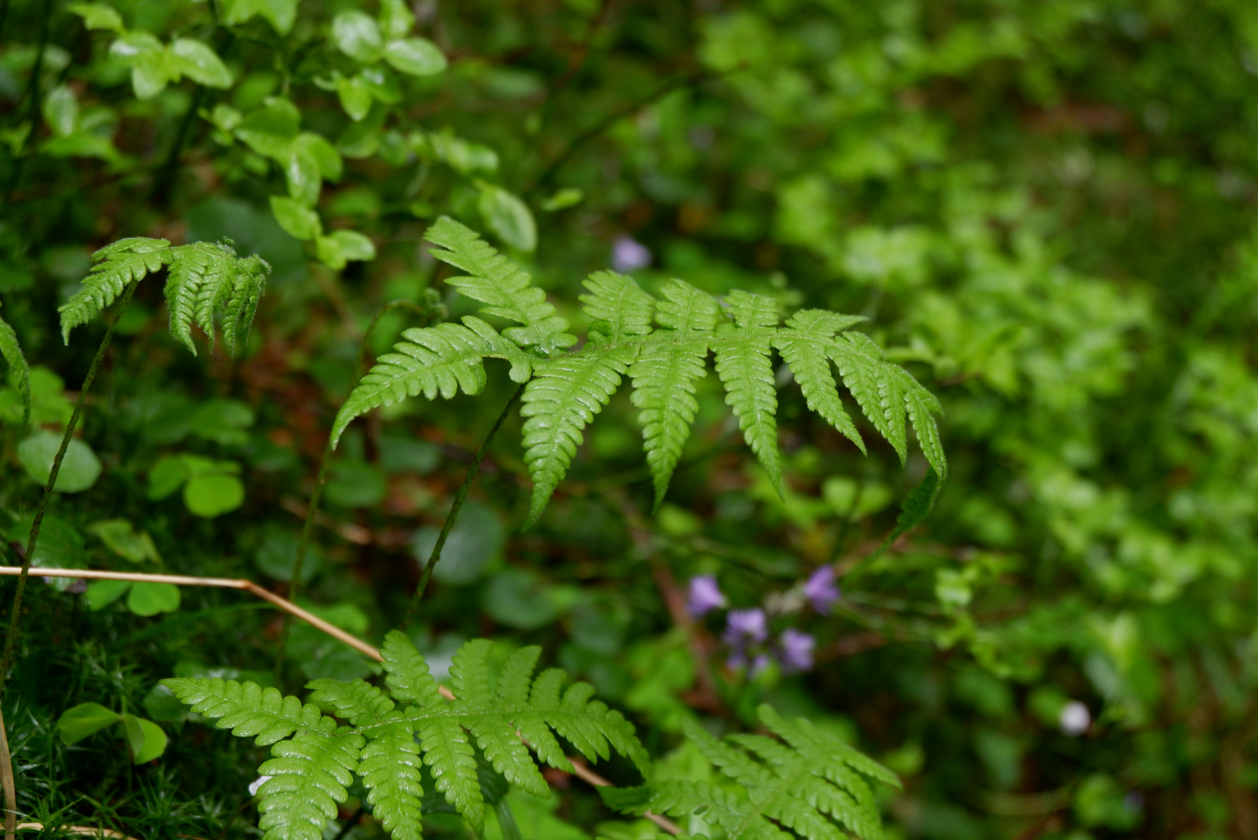 Green ferns and lush forest foliage with small purple flowers.