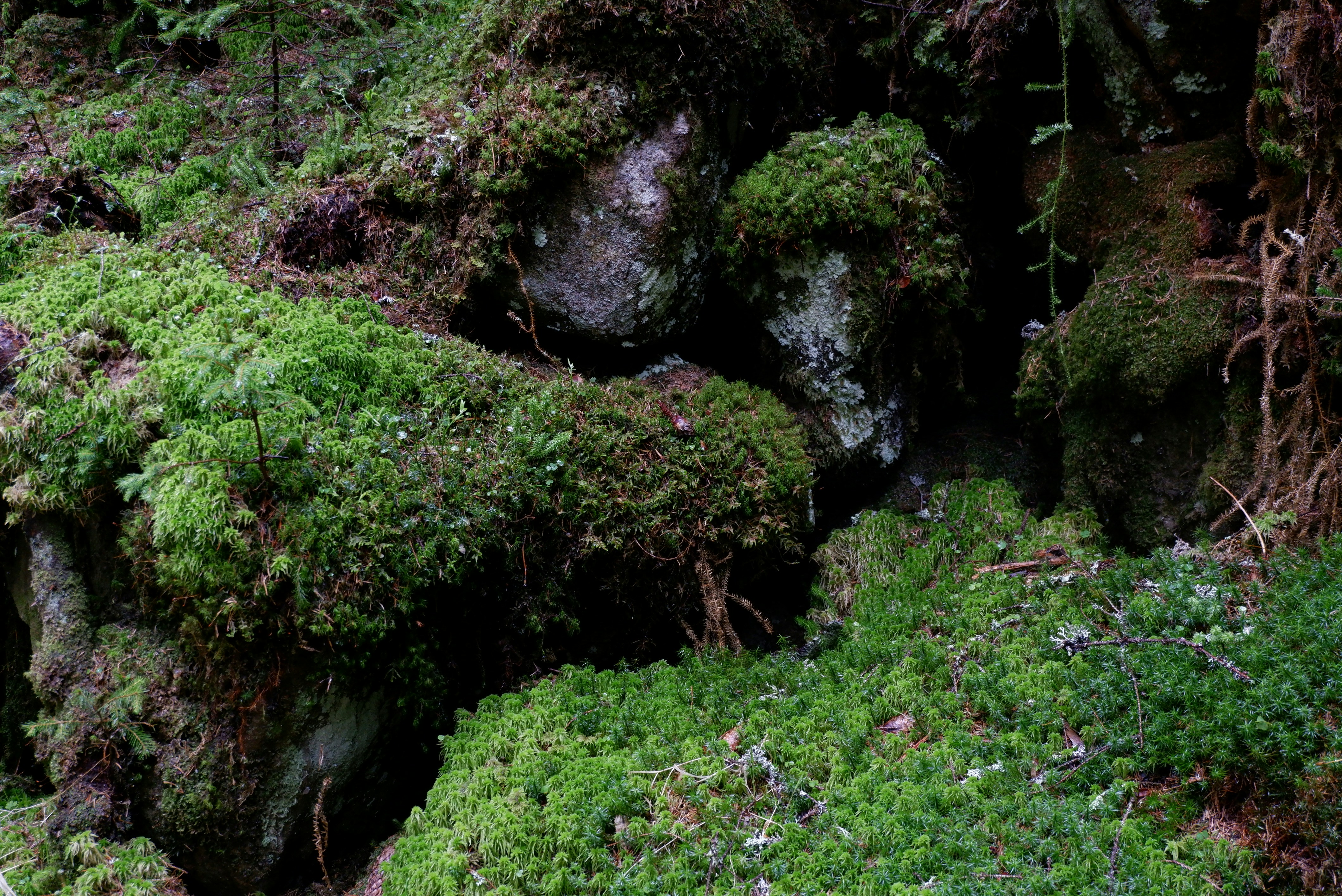 A rich, velvety macro shot of vibrant green moss carpets, clover leaves, and lichen tightly wrapping around fallen ancient logs and forest stones.