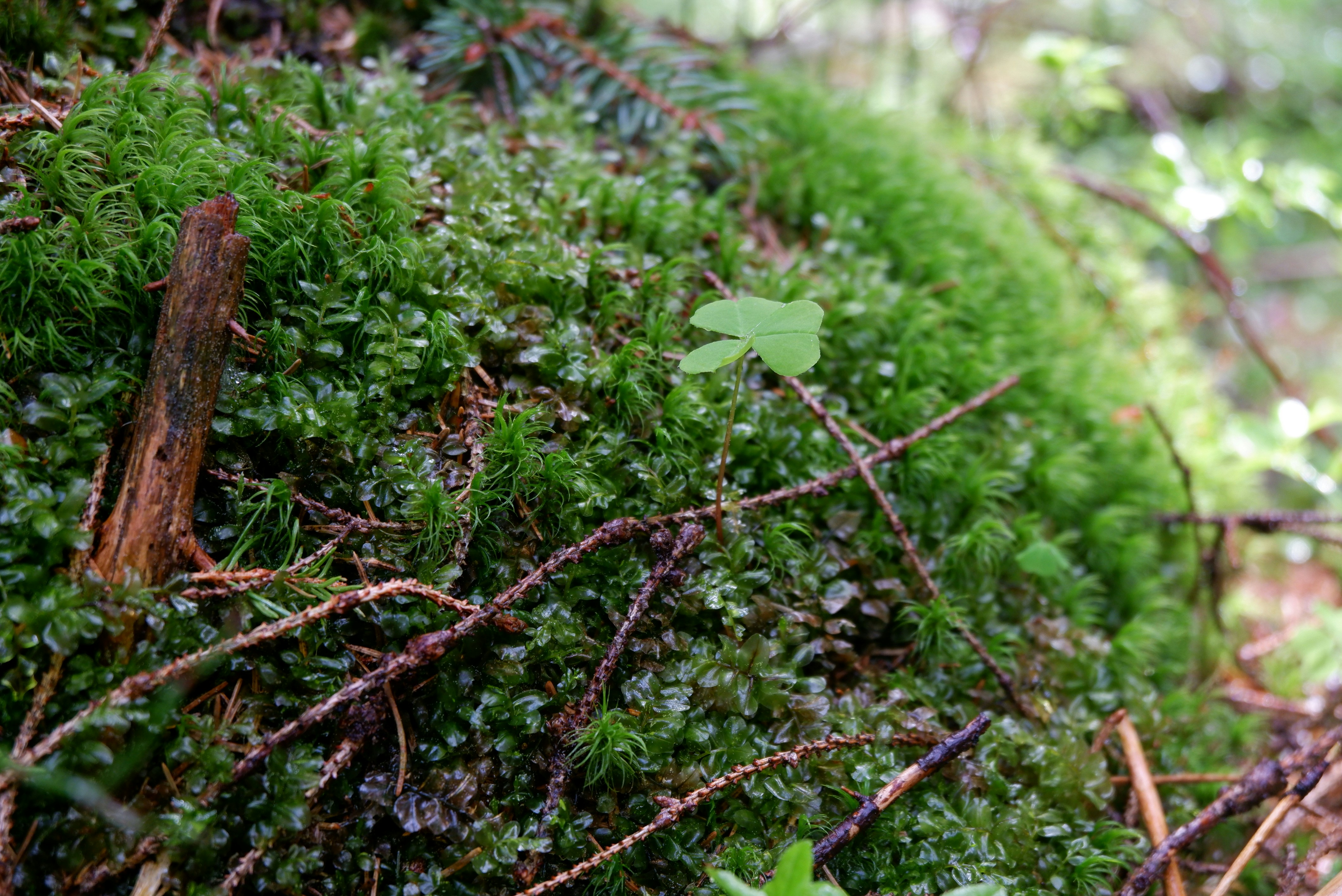 Emerald Moss Ridge with a Solitary Seedling