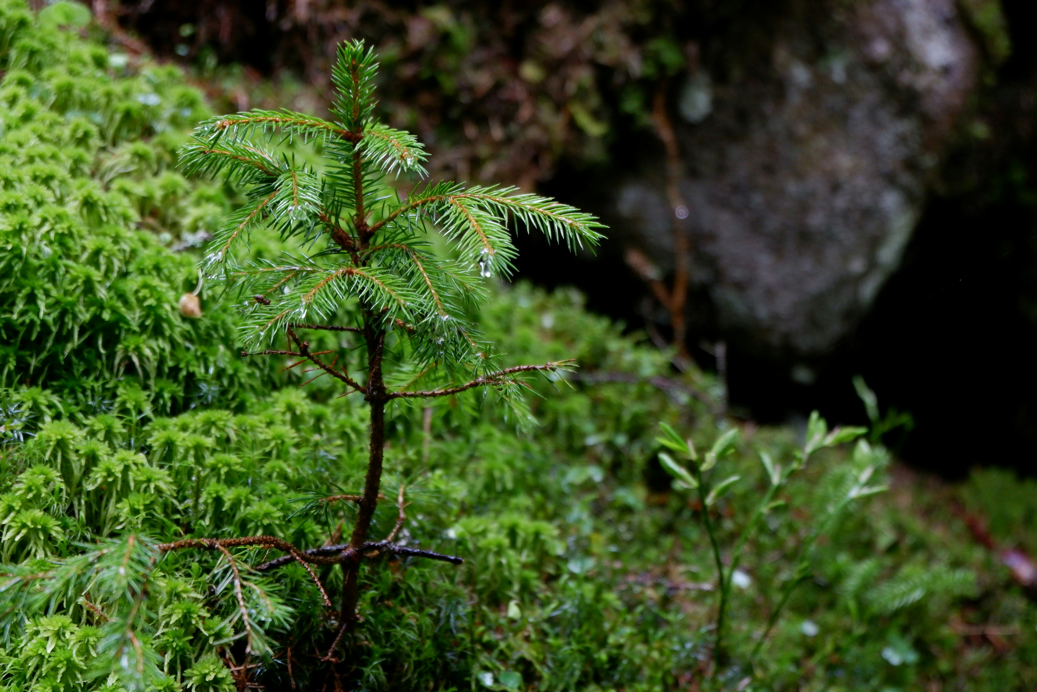 A rich, velvety macro shot of vibrant green moss carpets, clover leaves, and lichen tightly wrapping around fallen ancient logs and forest stones.