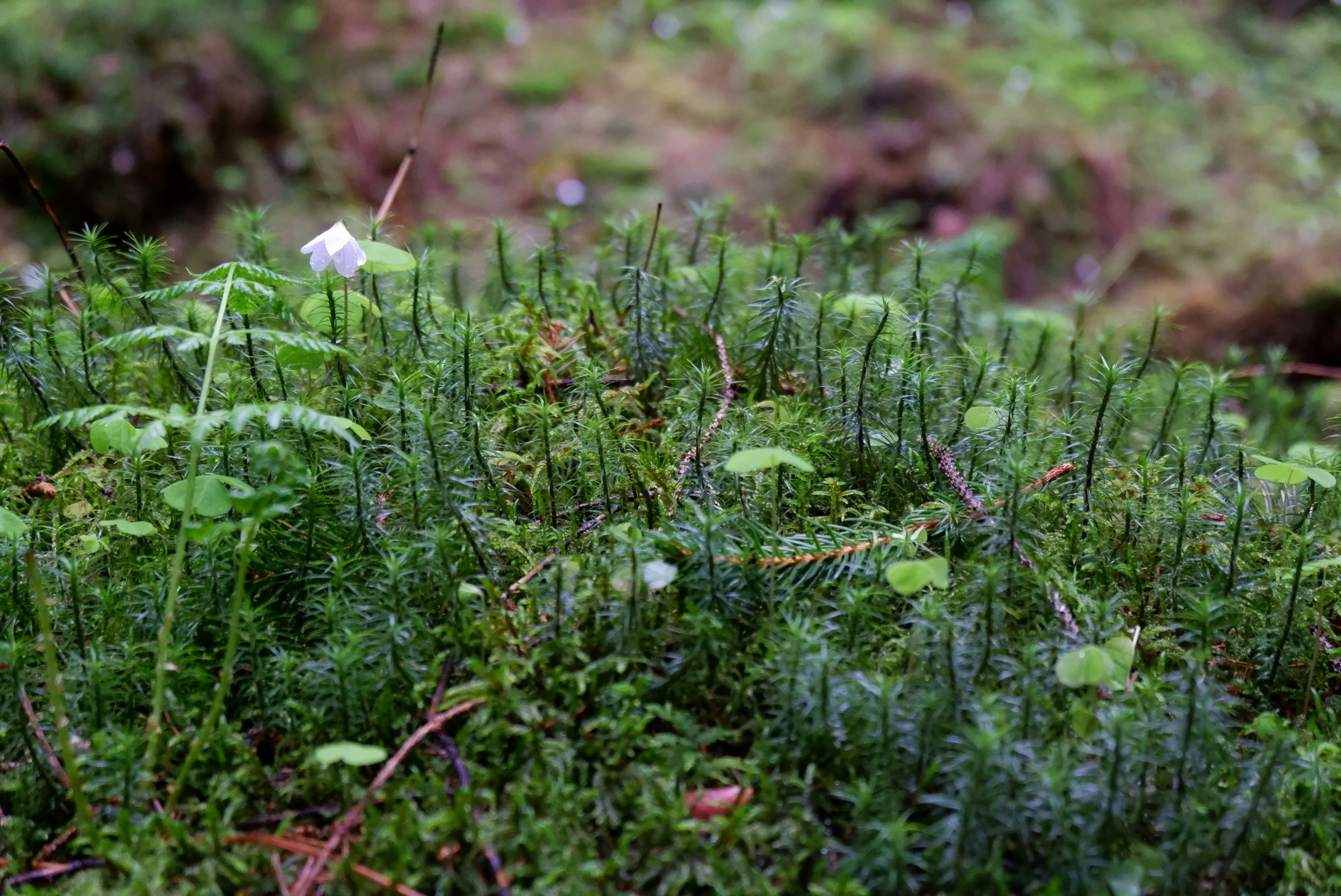 A rich, velvety macro shot of vibrant green moss carpets, clover leaves, and lichen tightly wrapping around fallen ancient logs and forest stones.