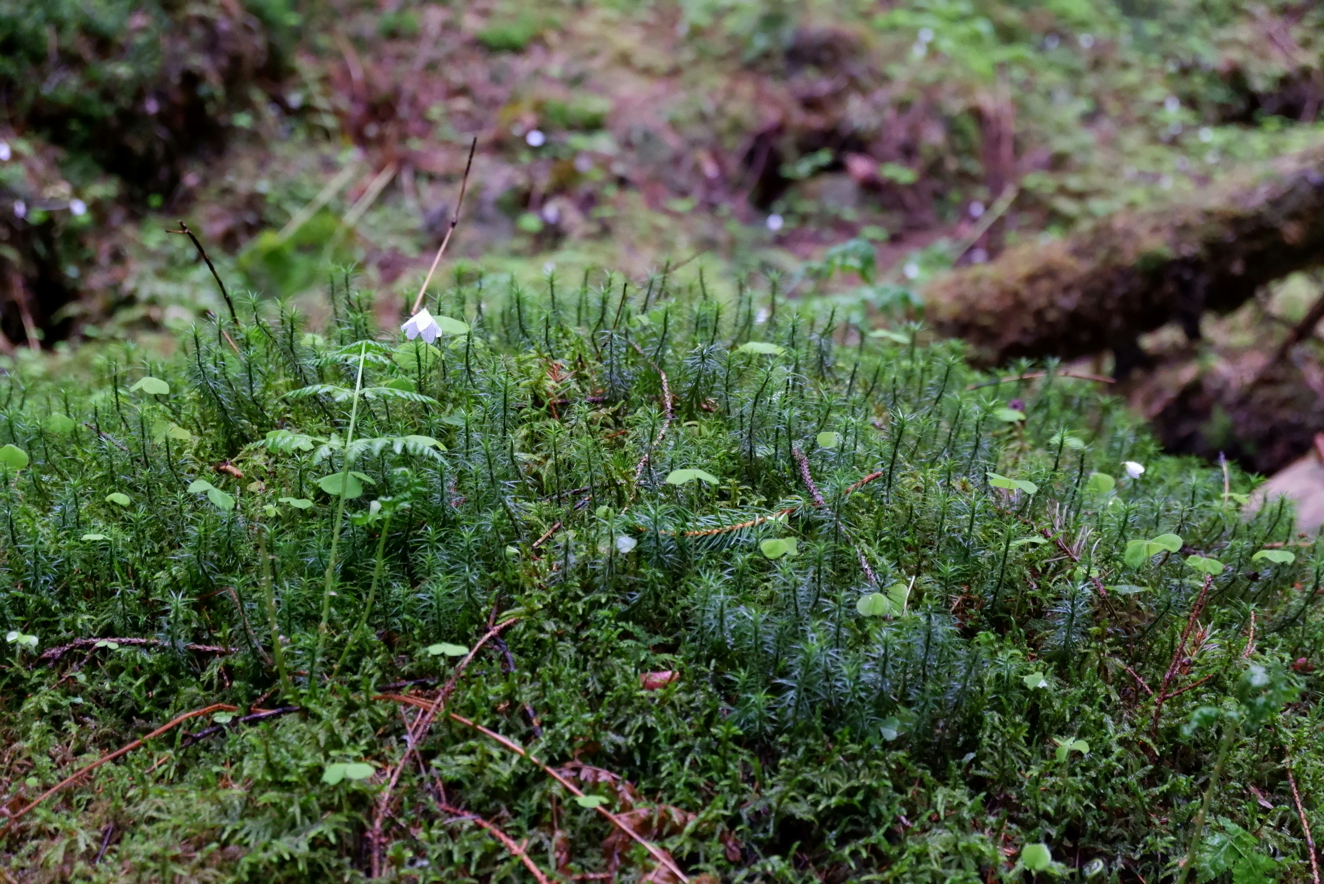 A rich, velvety macro shot of vibrant green moss carpets, clover leaves, and lichen tightly wrapping around fallen ancient logs and forest stones.