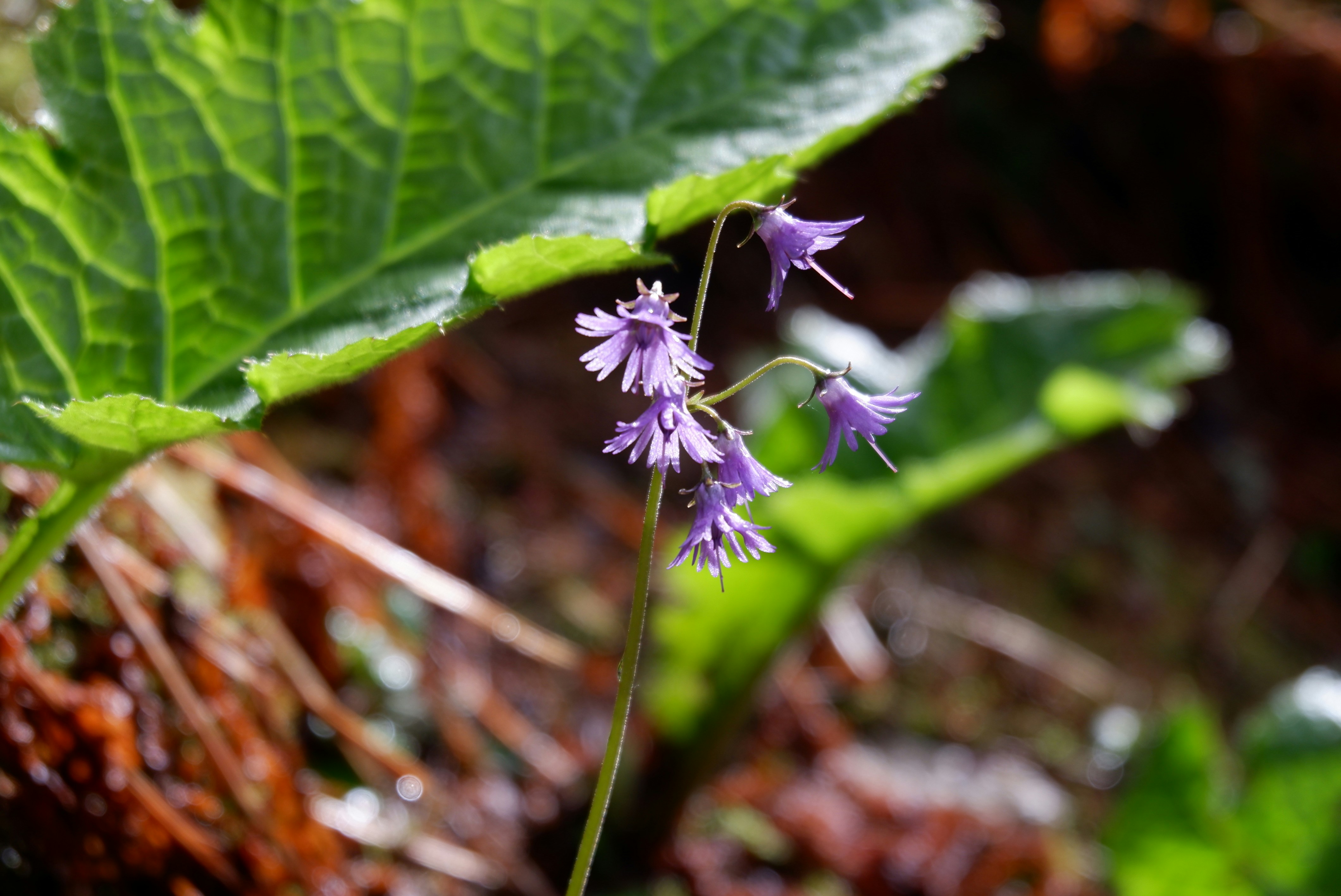 Tiny Purple Bellflowers Reaching Through Green Veins