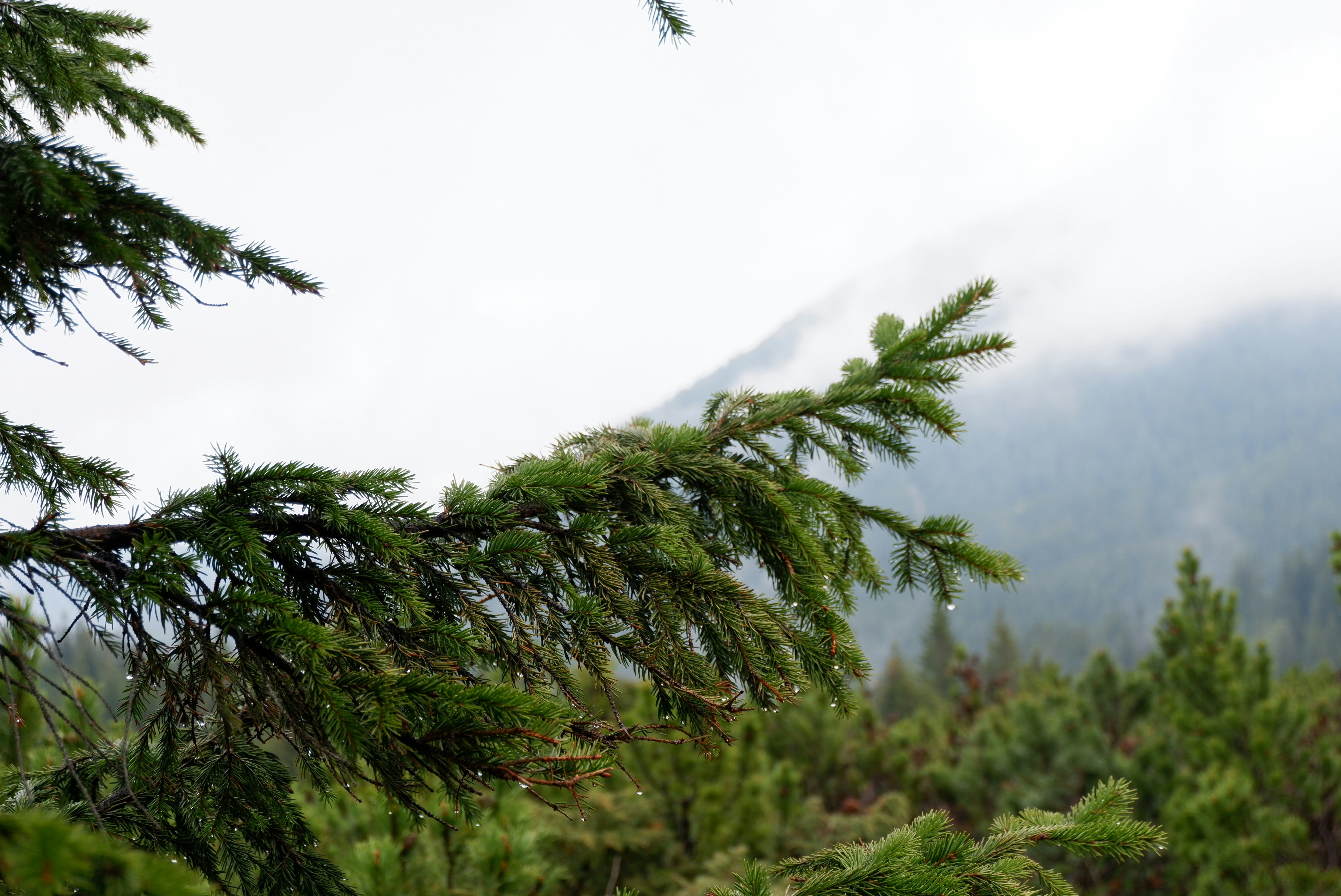 Niche macro view of wet pine tree branches covered in tiny morning dew droplets. A moody, atmospheric forest background fades softly into mountain mist.