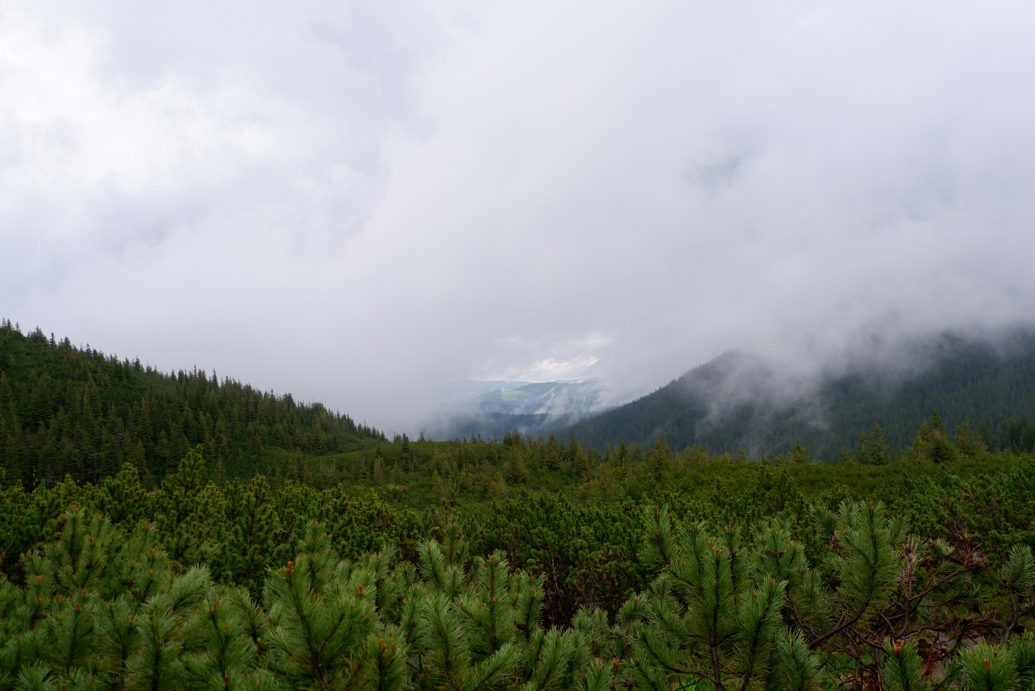 A moody mountain slope blanketed in thick evergreen bushes, where low-hanging rain clouds and thick mountain mist roll through the pine trees.