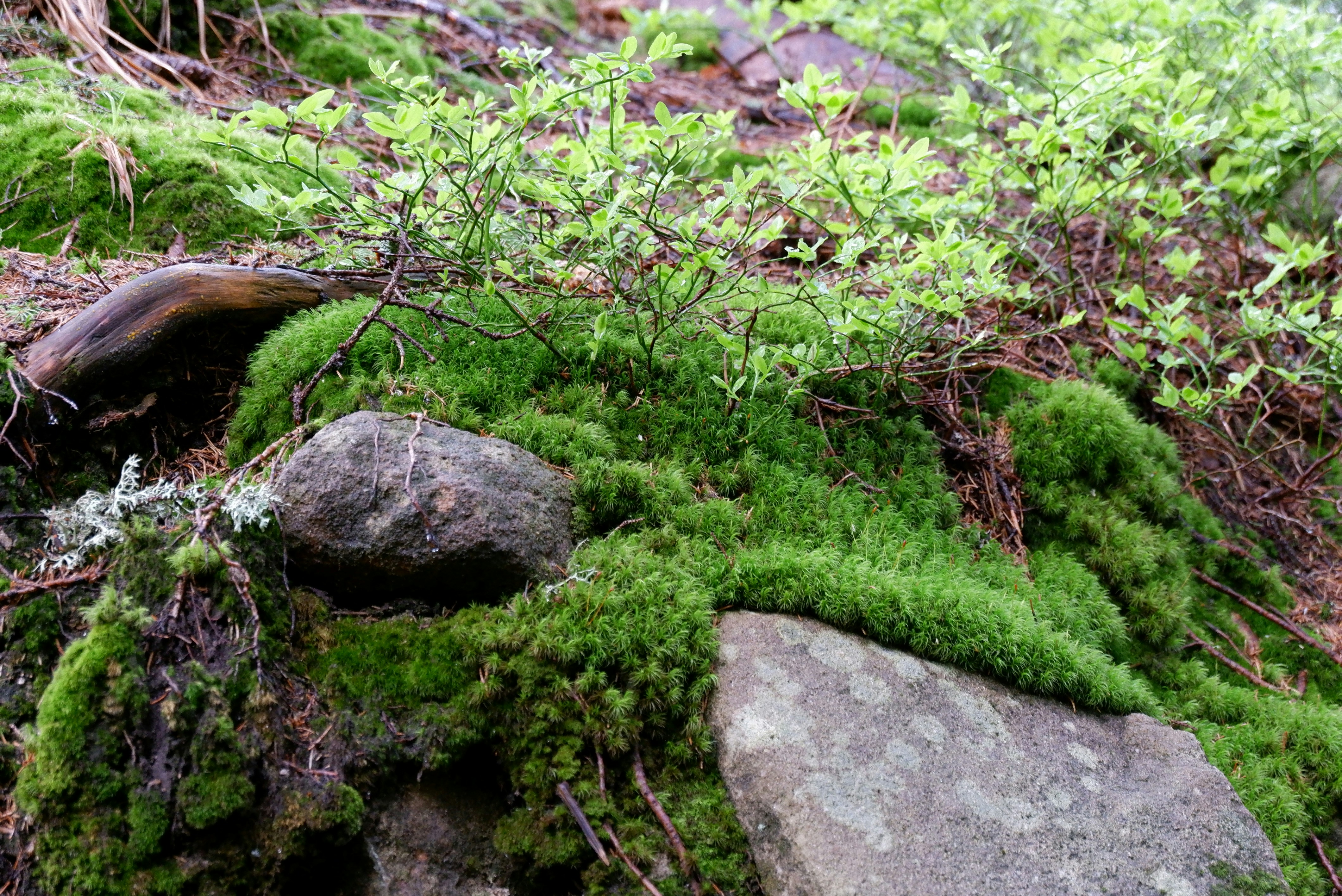 A rich, velvety macro shot of vibrant green moss carpets, clover leaves, and lichen tightly wrapping around fallen ancient logs and forest stones.
