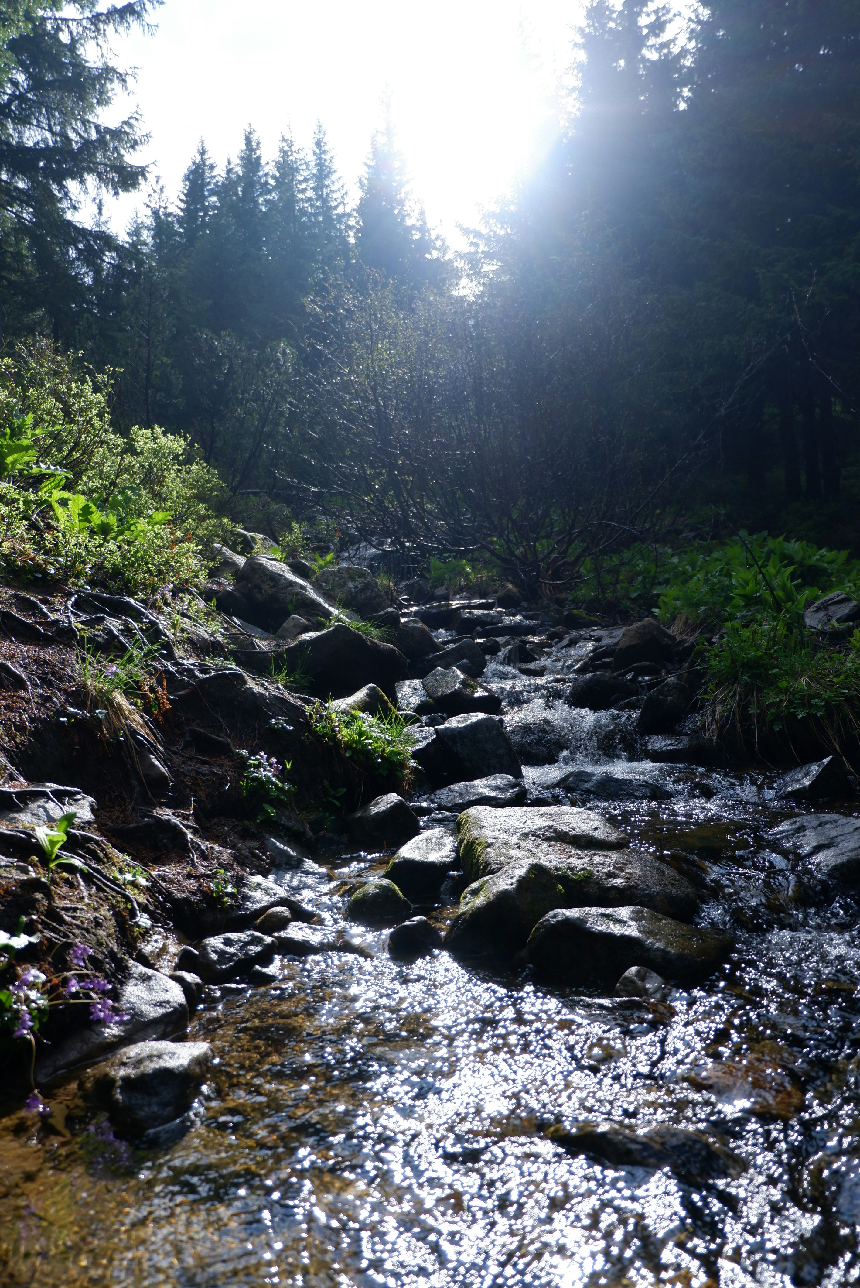 Glistening mountain water trickling over dark, sunlit rocks and stones in a shaded forest creek, creating bright, sparkling reflections.