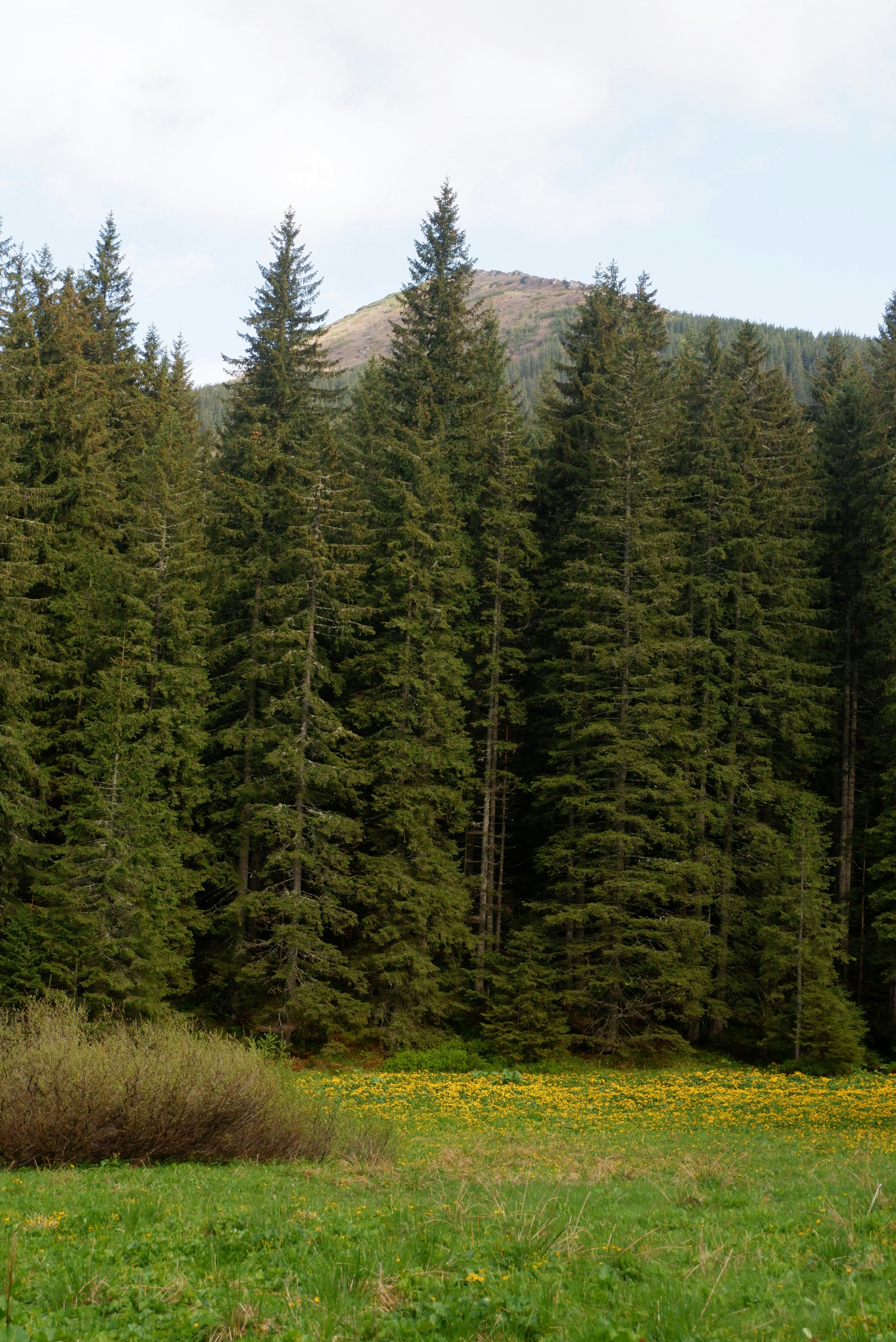 A sunlit meadow in front of a dense stand of evergreen trees with distant hills under a pale sky.
