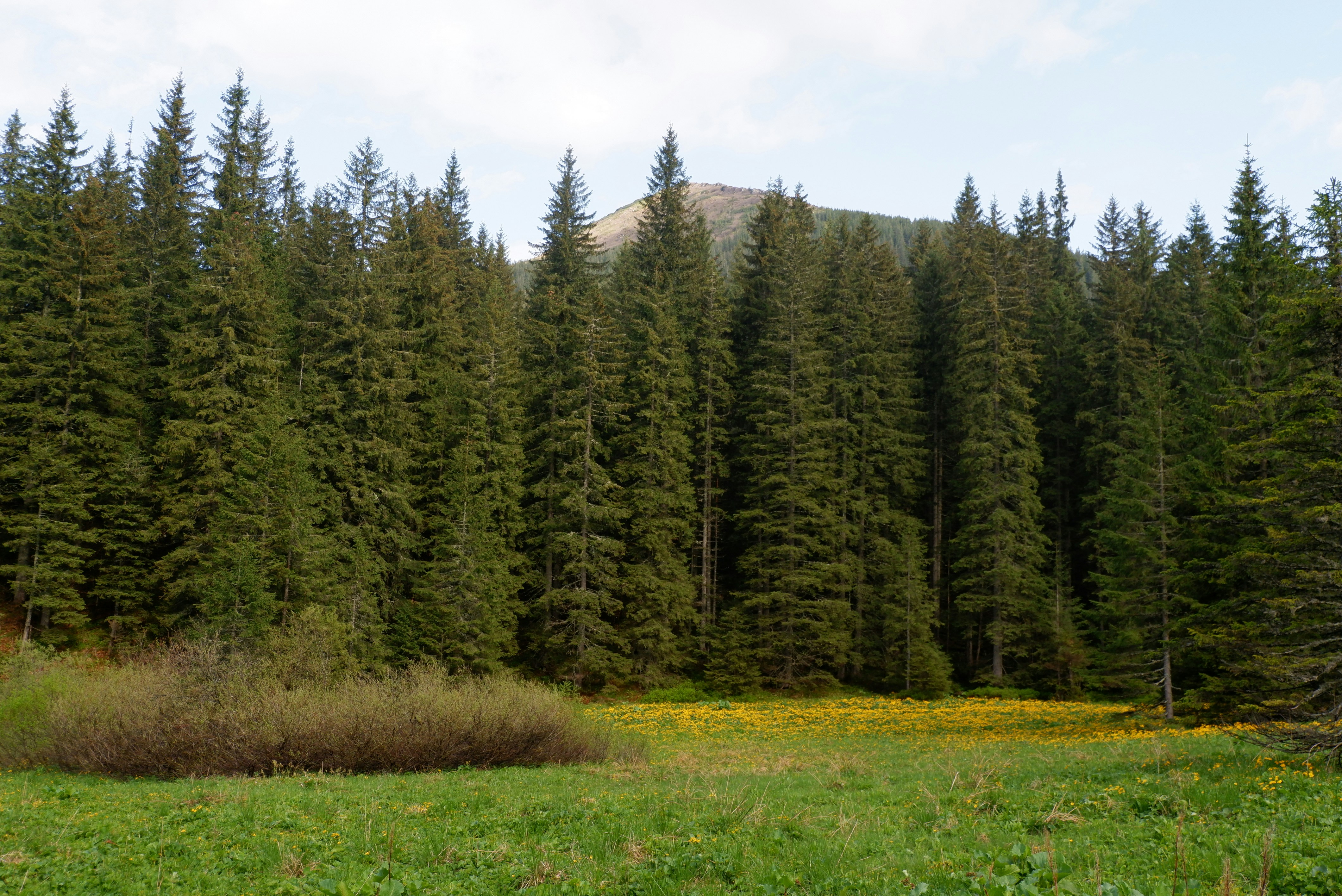 Row of pines Beneath a Quiet Mountain Sky