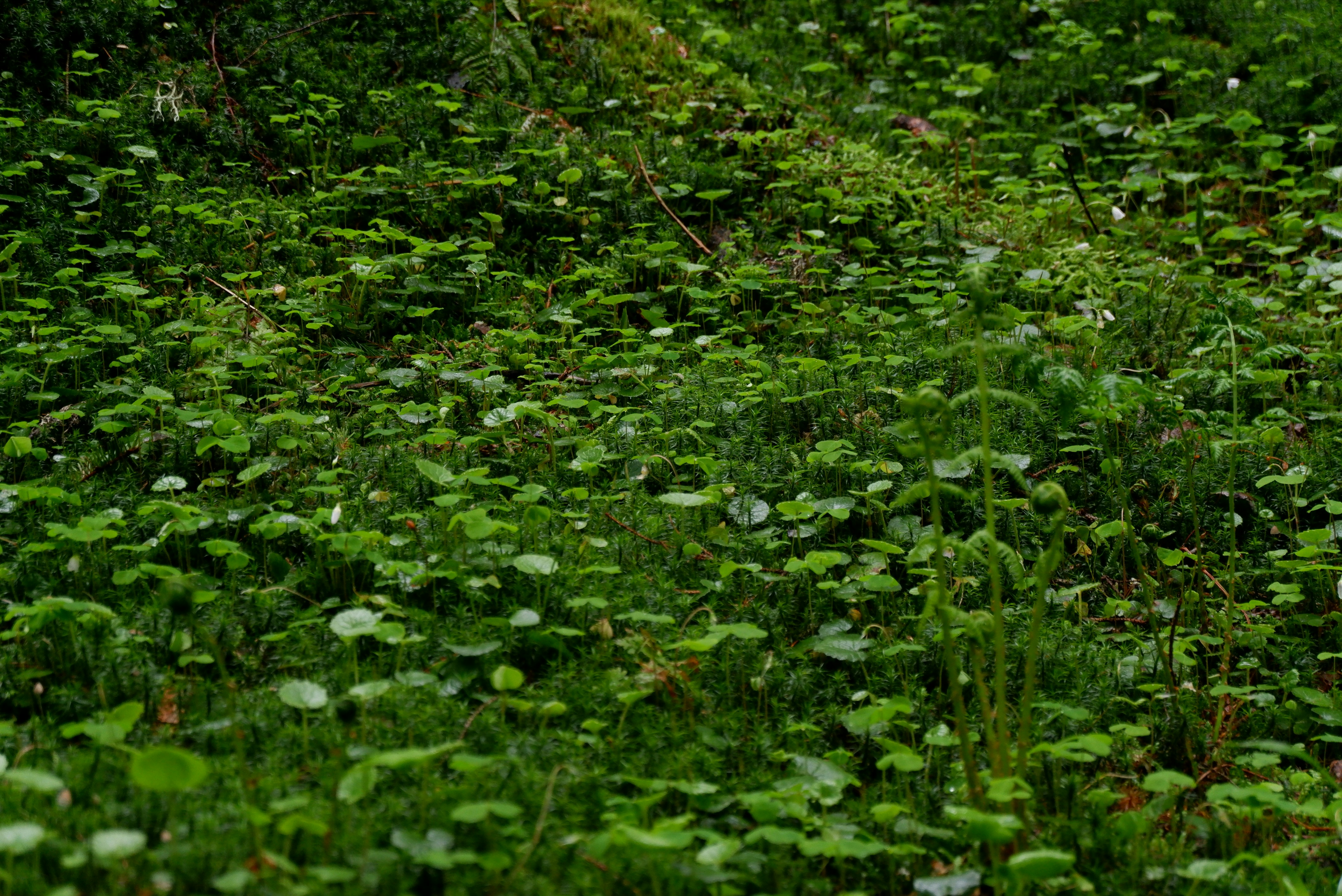 A dense, rich carpet of vibrant green forest undergrowth, filled with tiny shamrock-like leaves and fresh fiddlehead fern sprouts uncurling on the woodland floor.