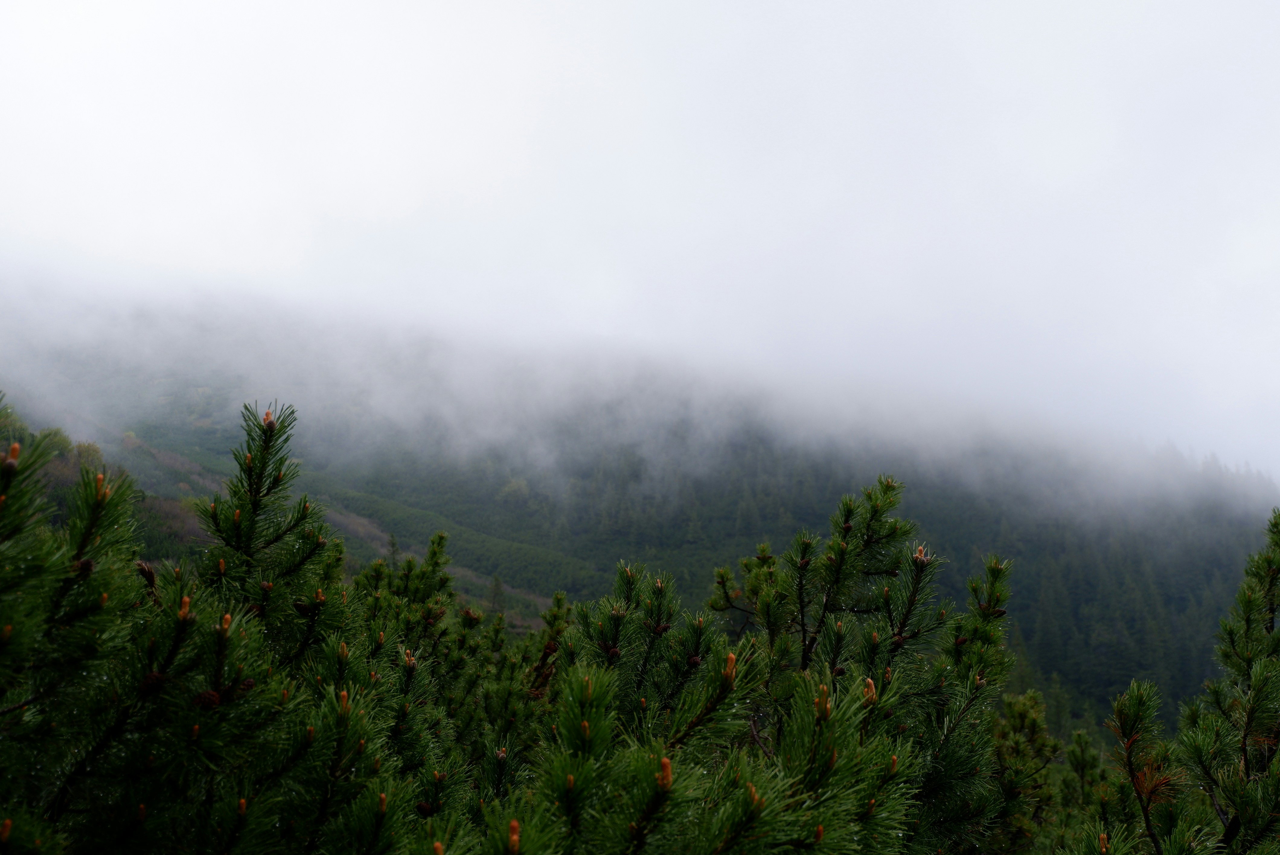 Green Summit in Mist