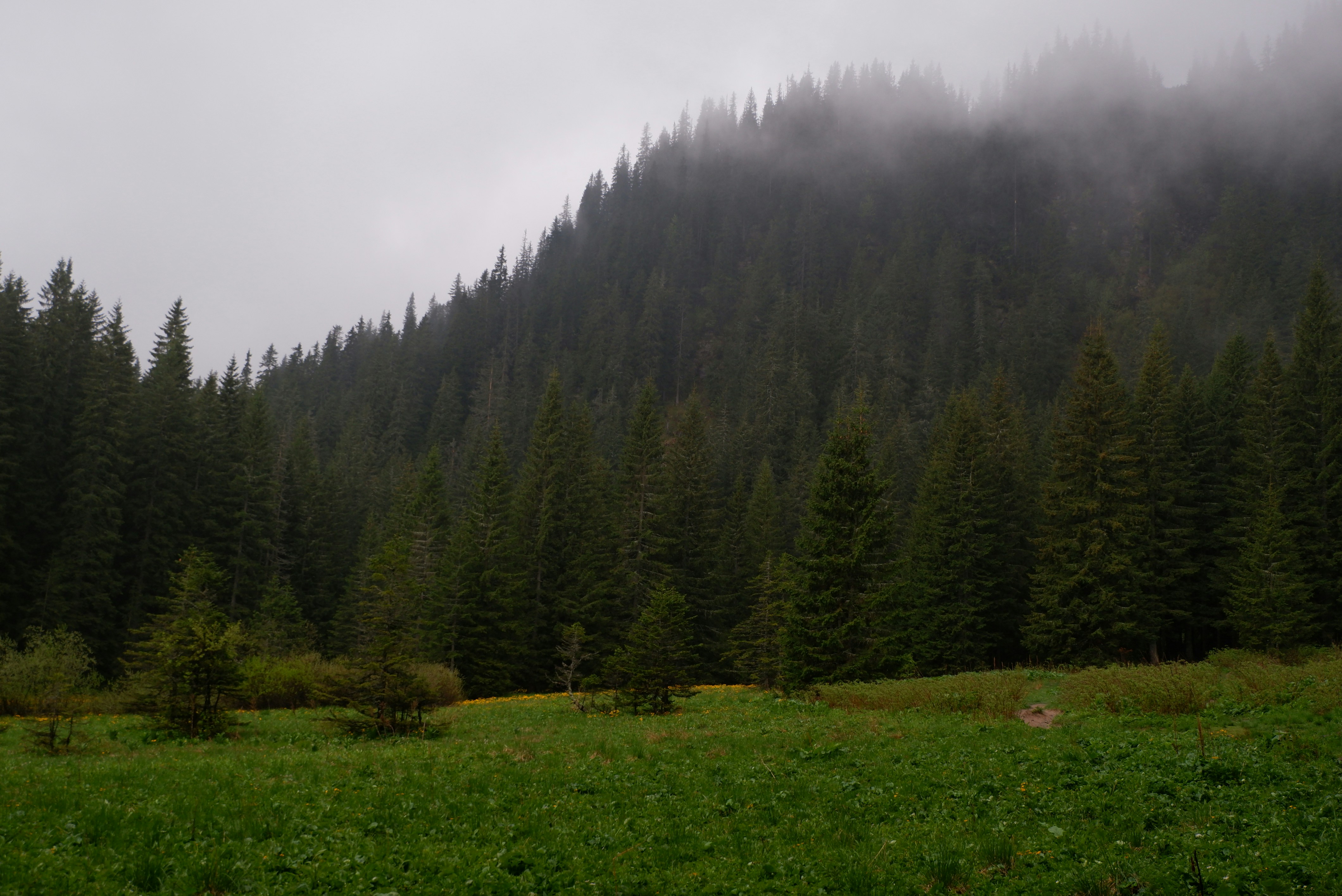 vibrant green alpine meadow carpeted with blooming yellow wildflowers, set against a dense wall of tall, majestic evergreen pine trees under a clear mountain sky.