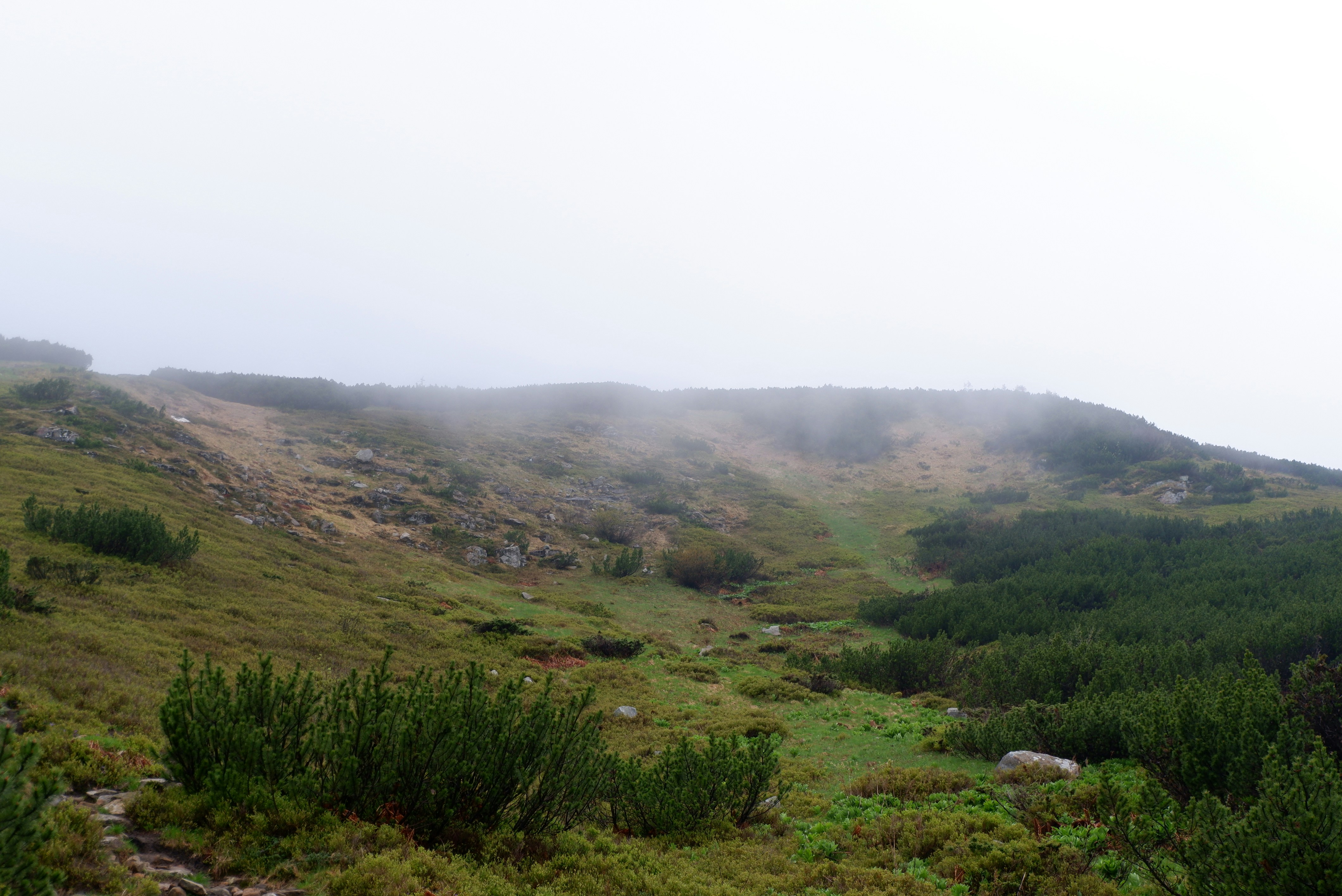 Mist Lingers Over the Heath: A Quiet Ridge at First Light