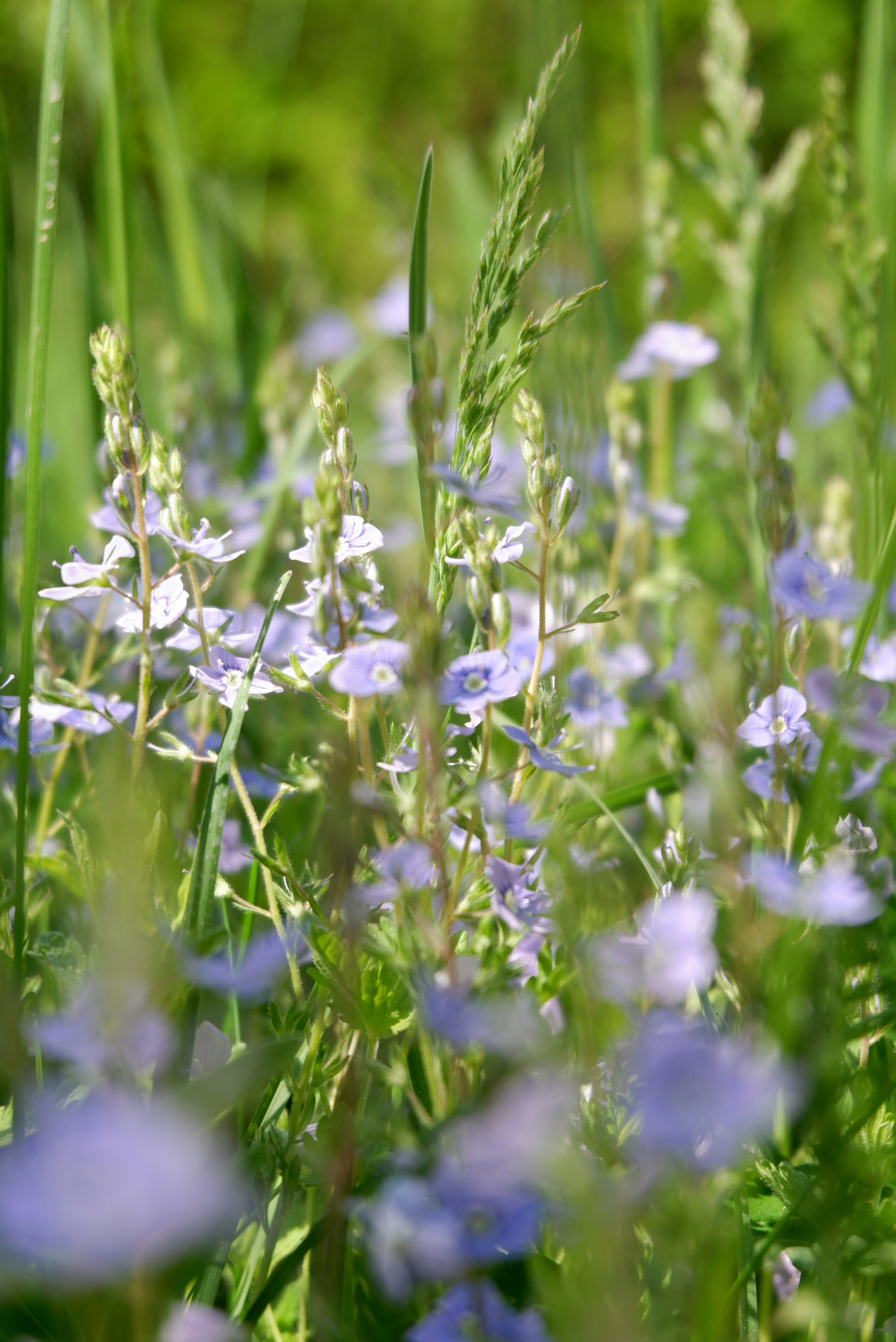 Delicate purple wildflowers blooming natively along damp, high-altitude mountain trails.