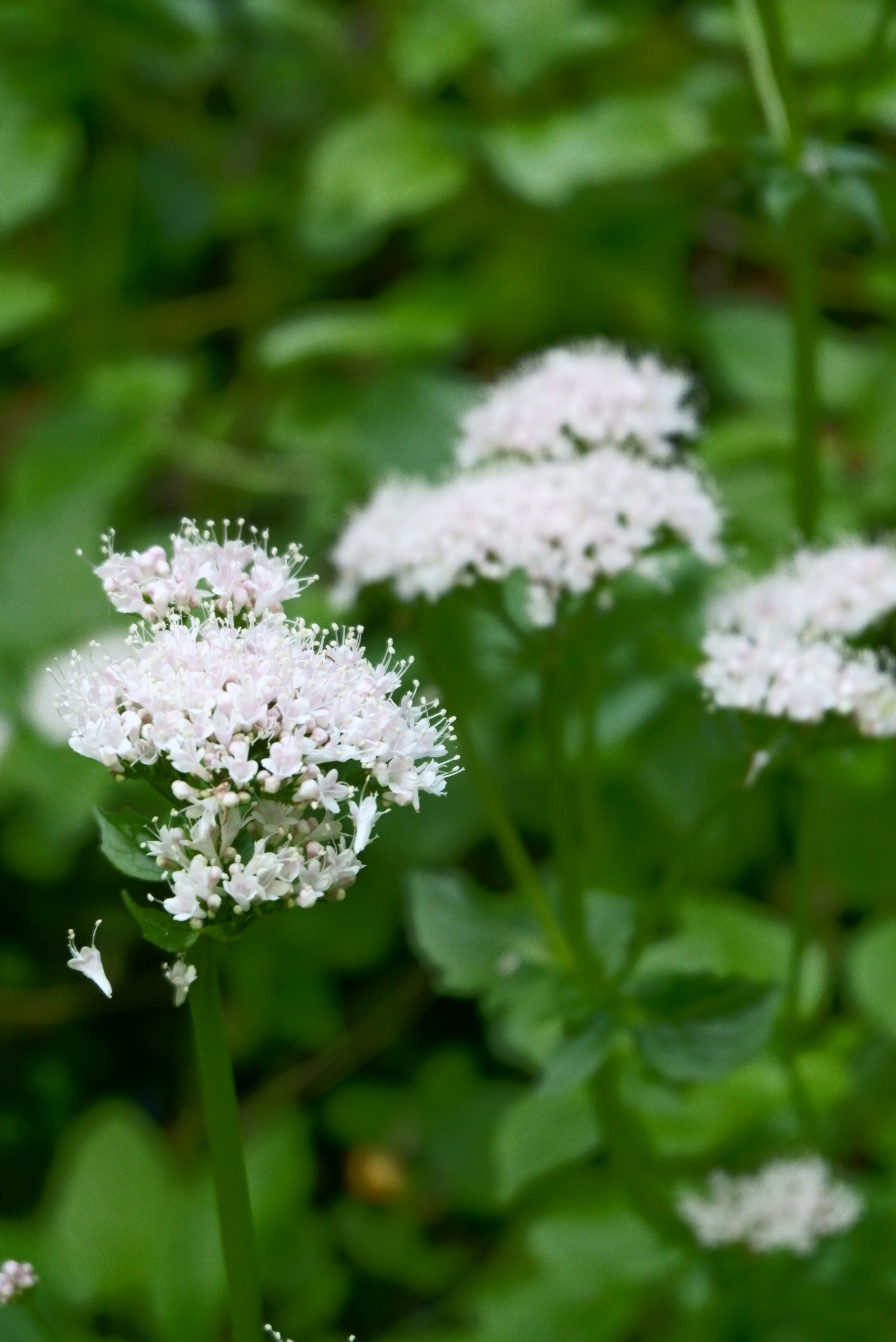 Soft white umbels in a sea of green