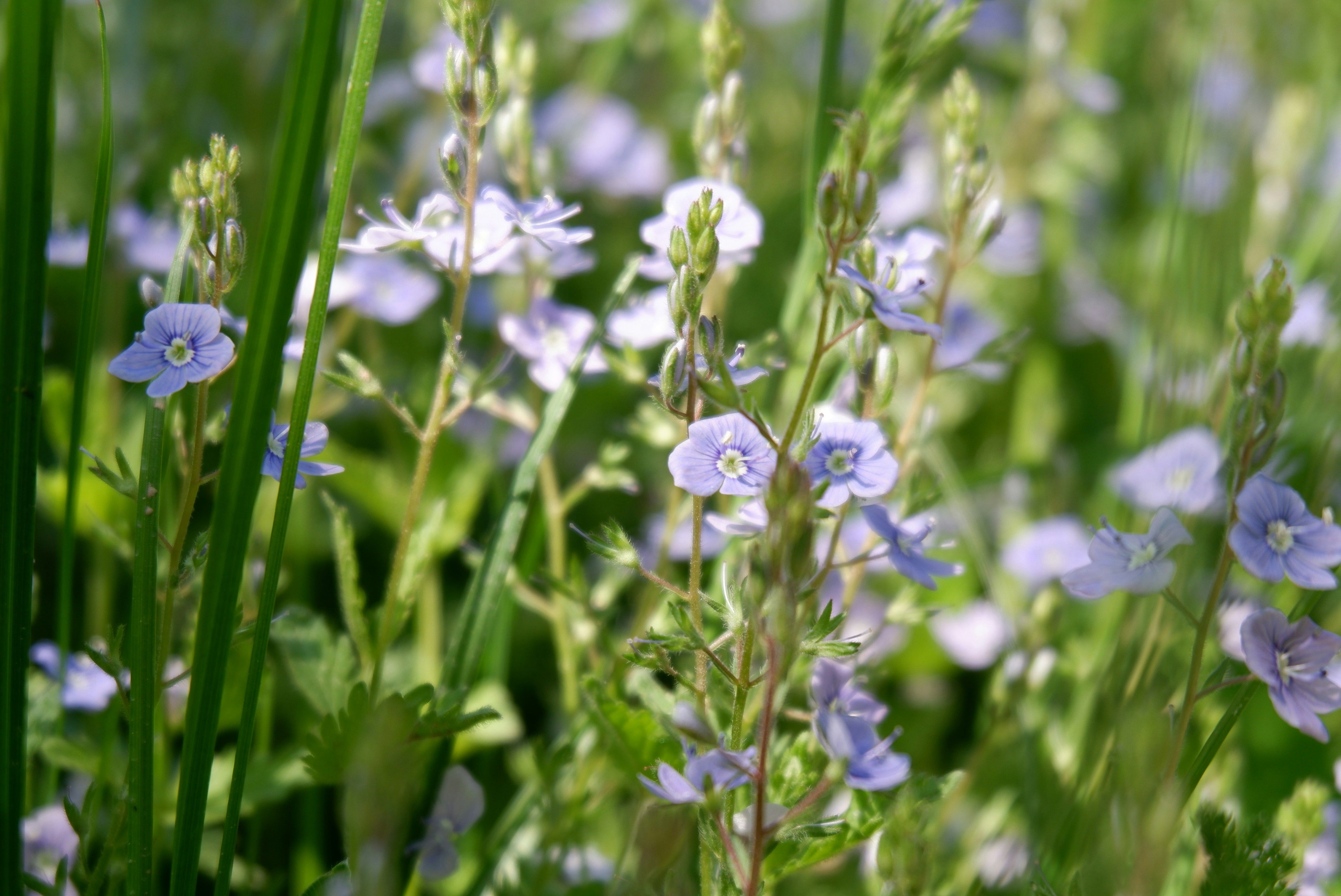 Delicate purple wildflowers blooming natively along damp, high-altitude mountain trails.