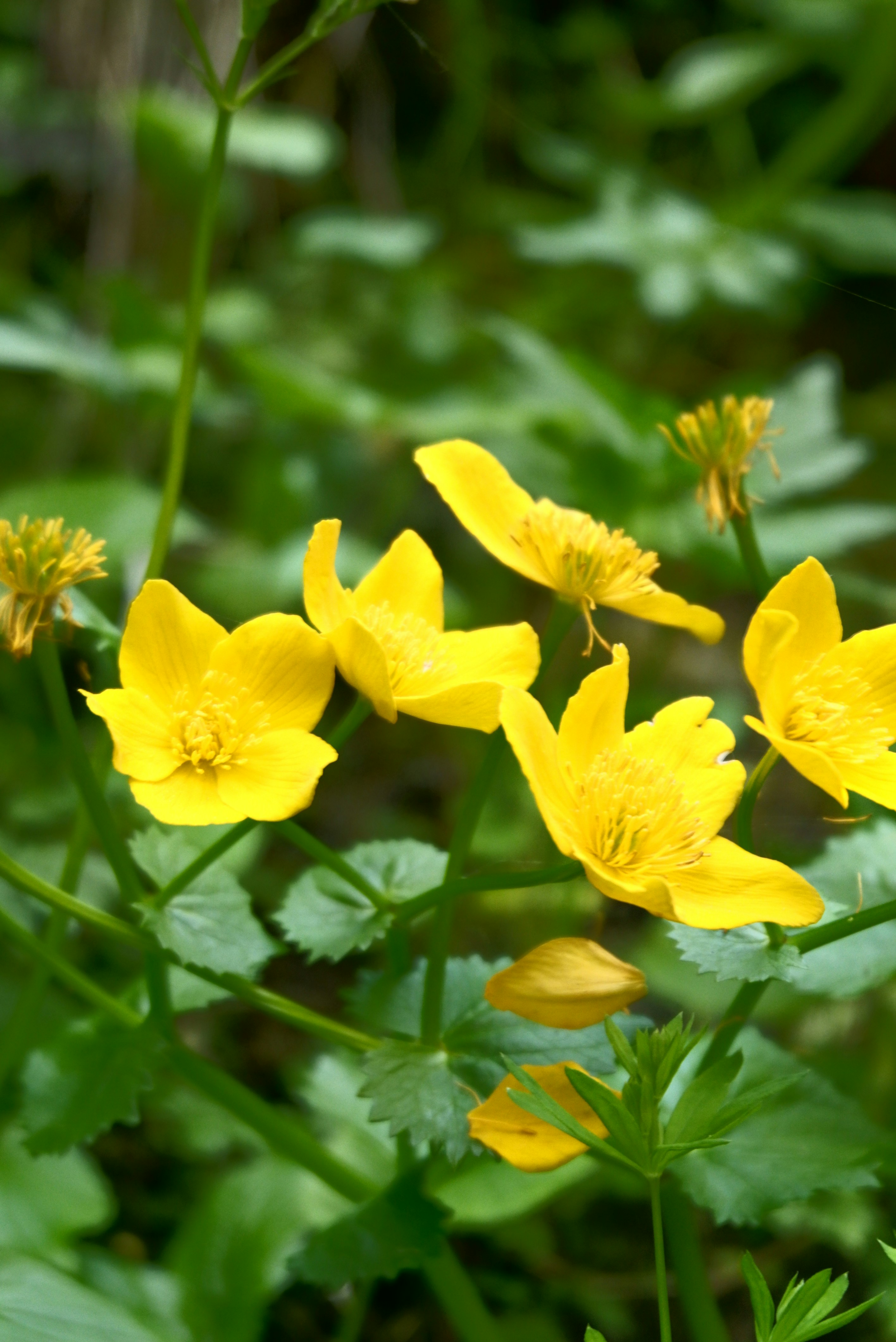 Bright yellow marsh marigolds wildflowers blooming natively along damp, high-altitude mountain trails.