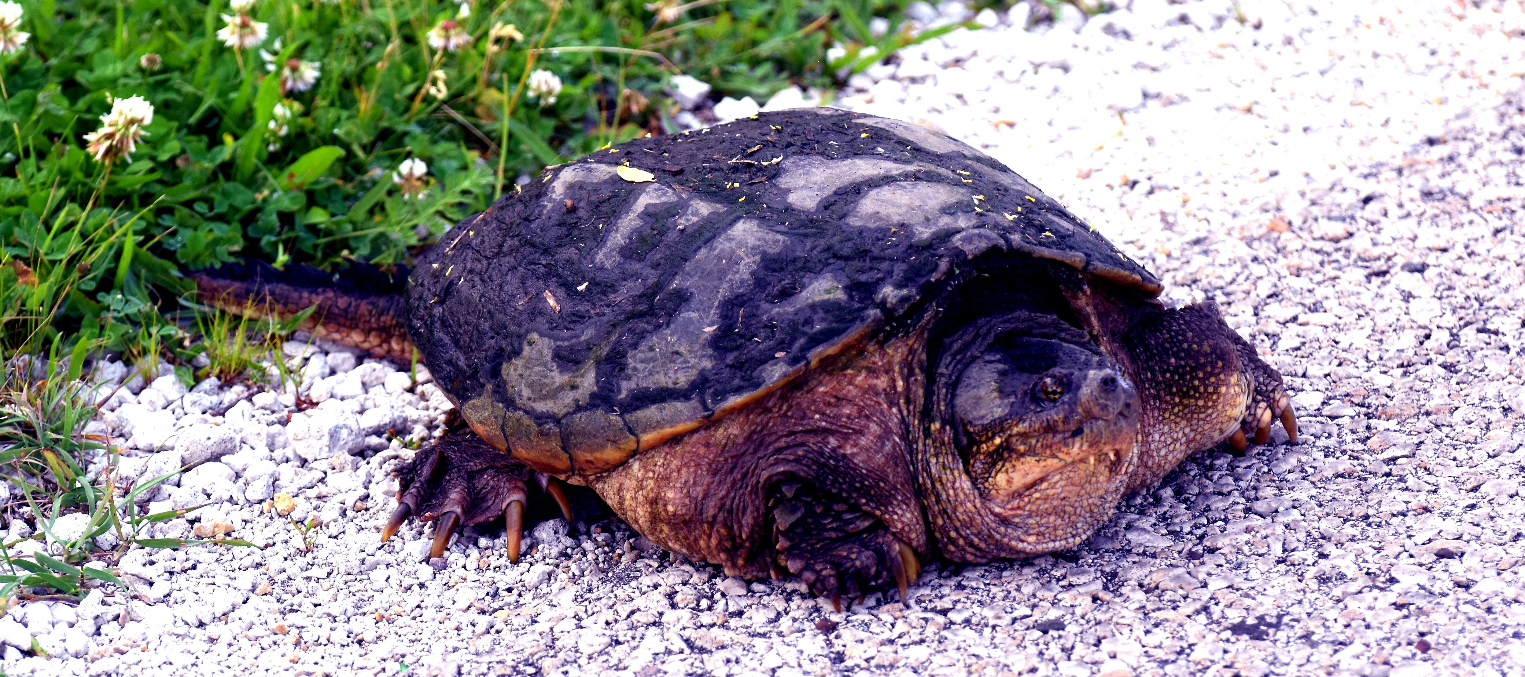 Sunlit Drift: A Desert Tortoise Resting on Pebbled Ground