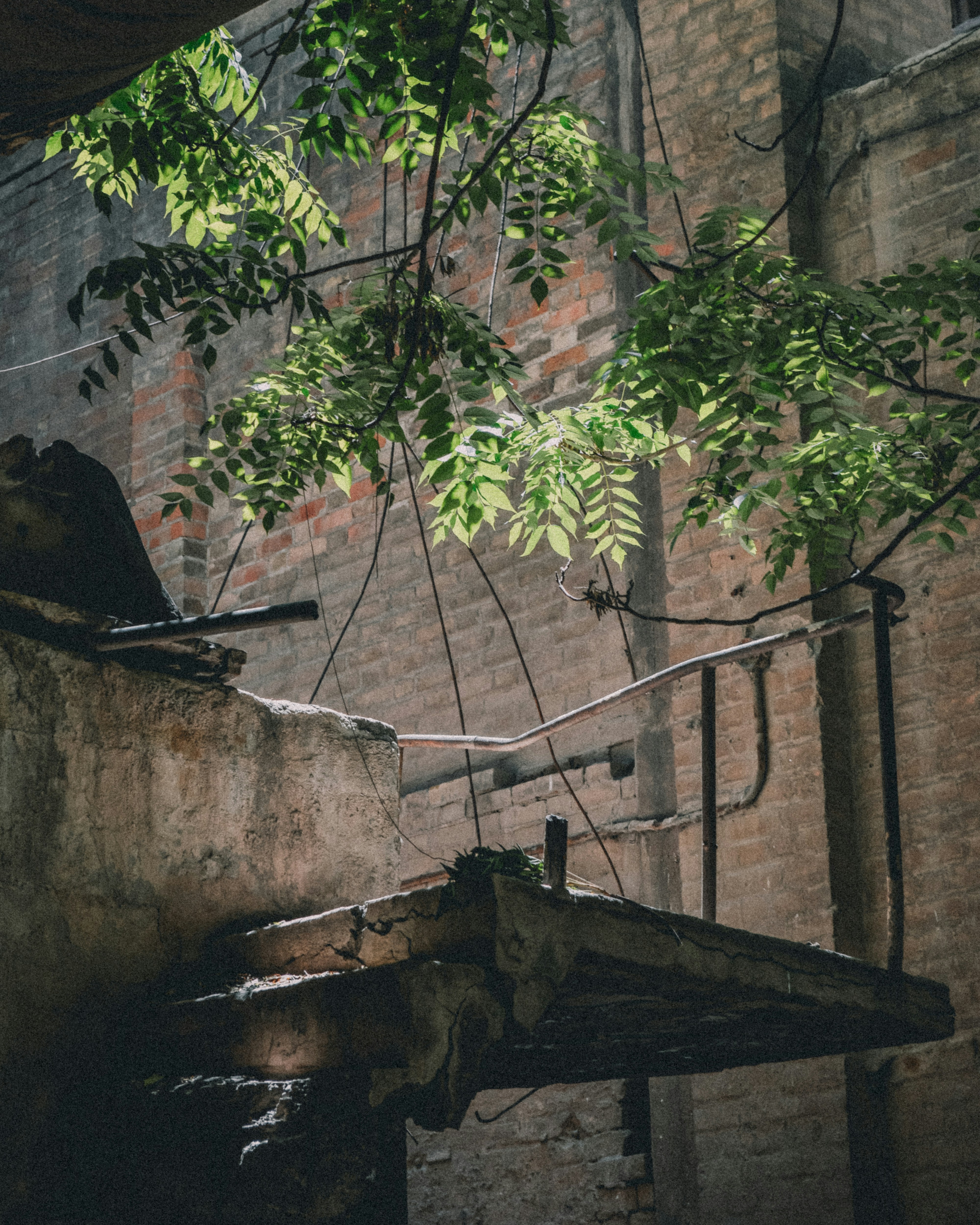 Overgrown Staircase Beneath a Brick Wall