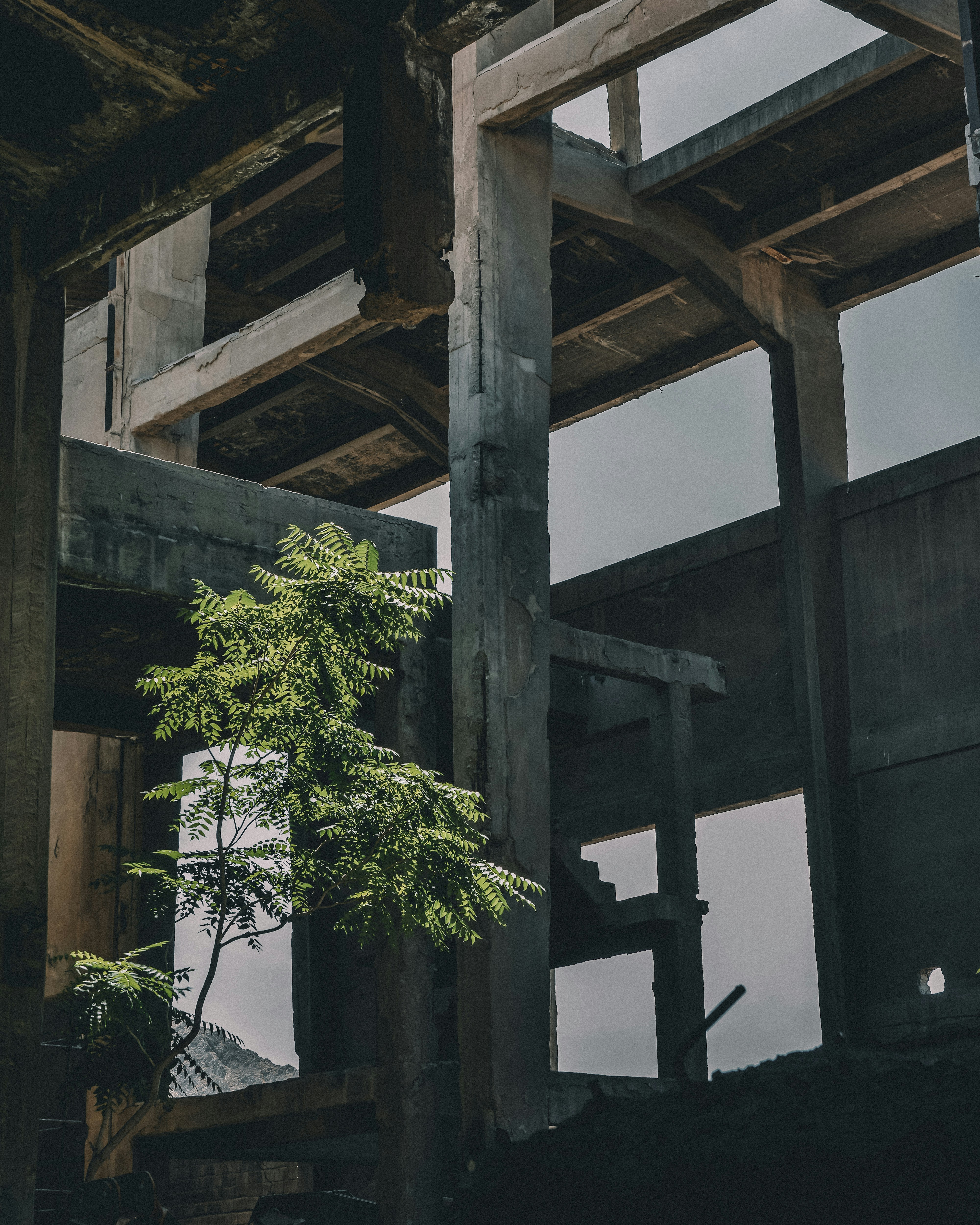 Emerald Sprout Amid Concrete Echoes