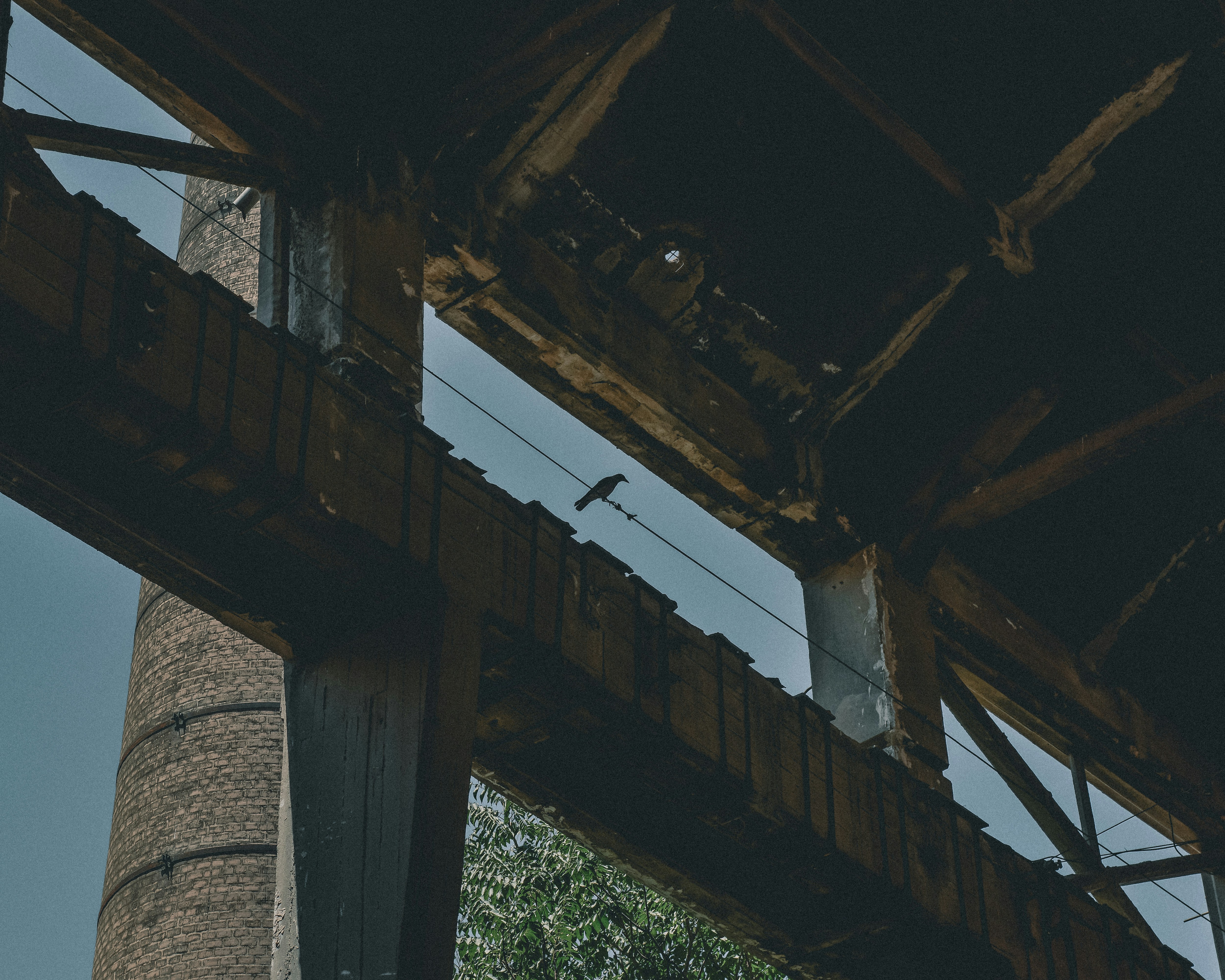 Bird Between Concrete Beams: A Moment Under an Industrial Bridge