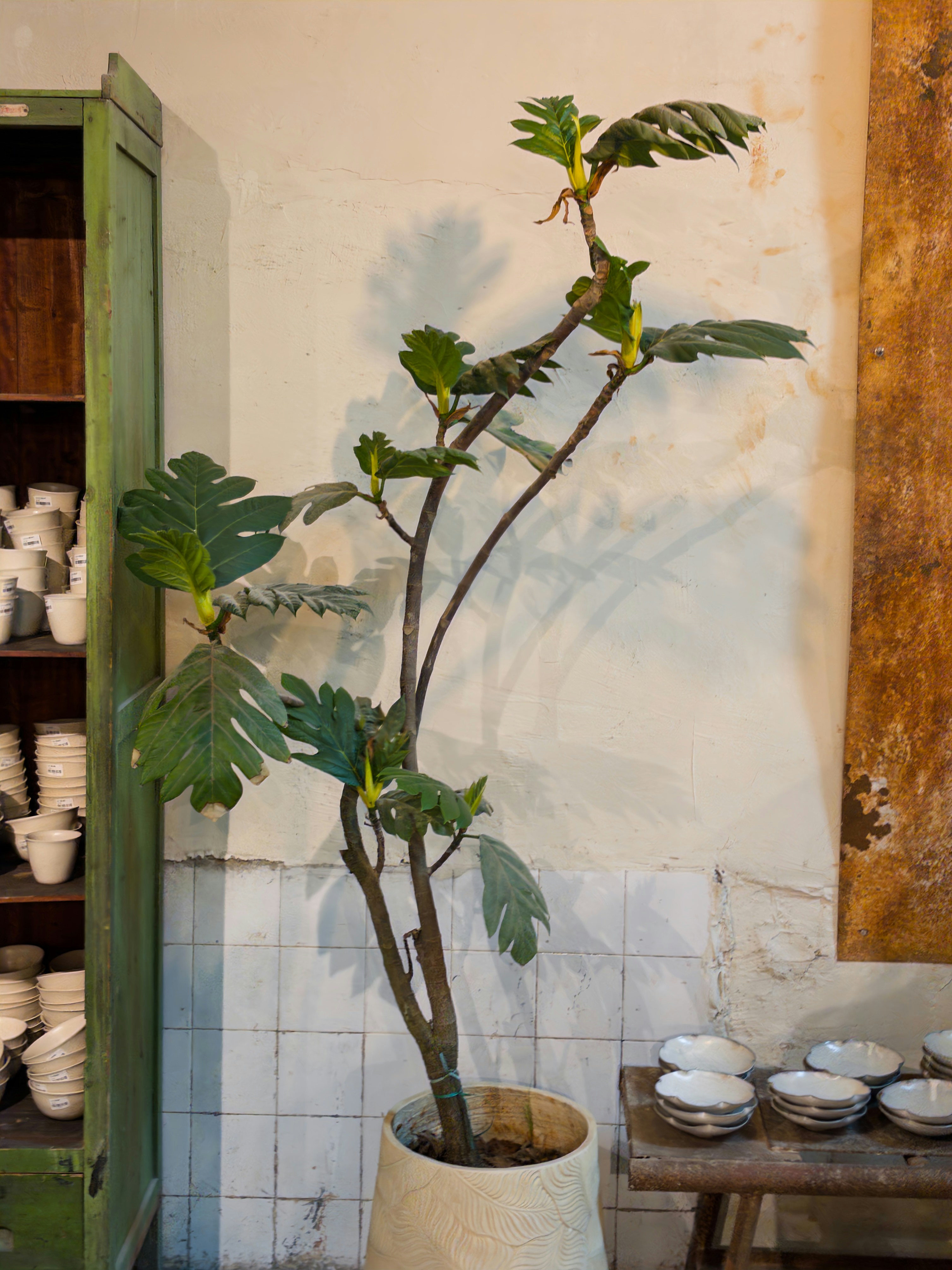 Indoor Plant Centerpiece: A Tall Ficus Reaches Toward Soft Light