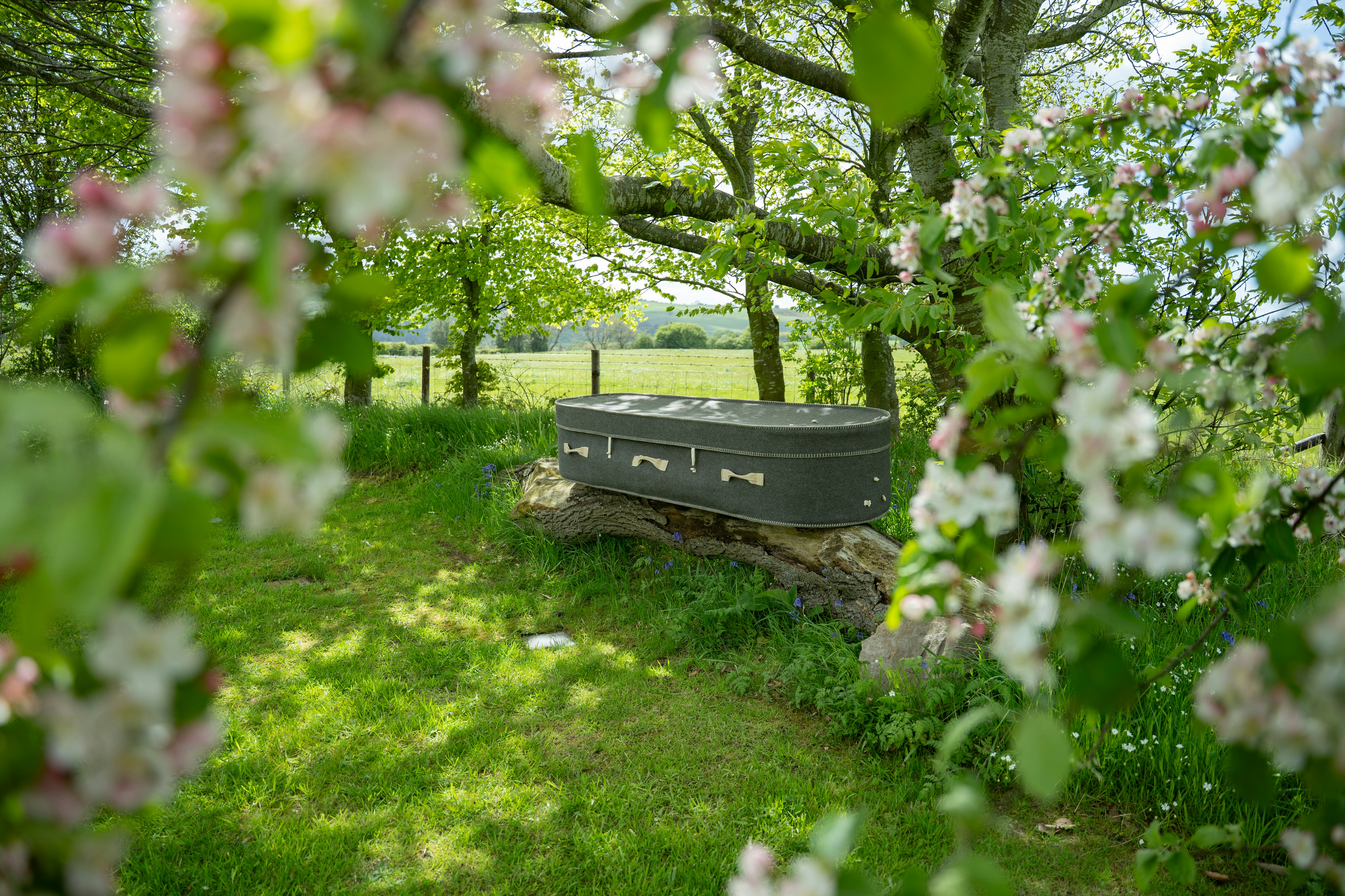 Bloom-Framed Bell Trough Under Orchard Canopy