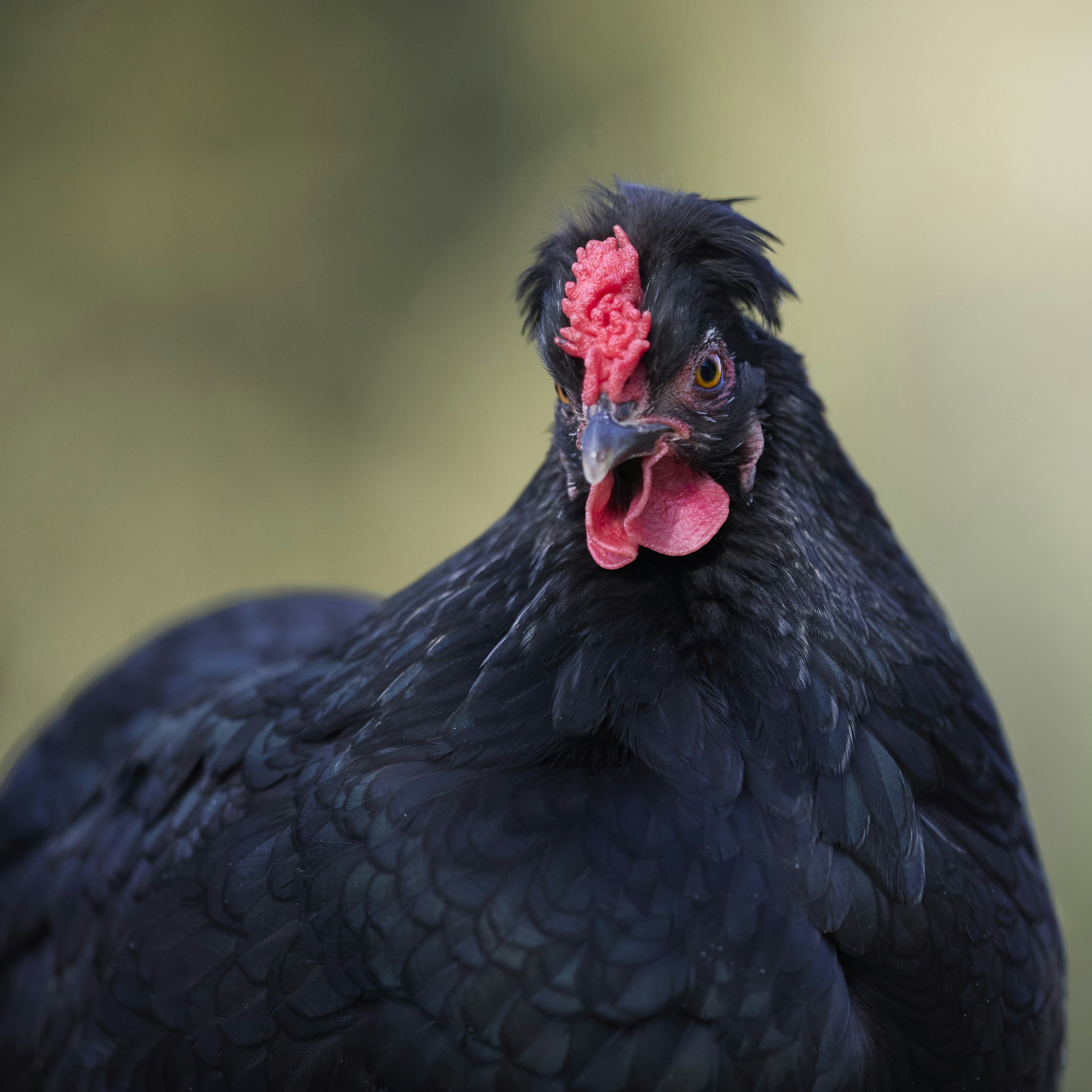 Midday Portrait of a Black Games hen: crimson comb in sharp focus