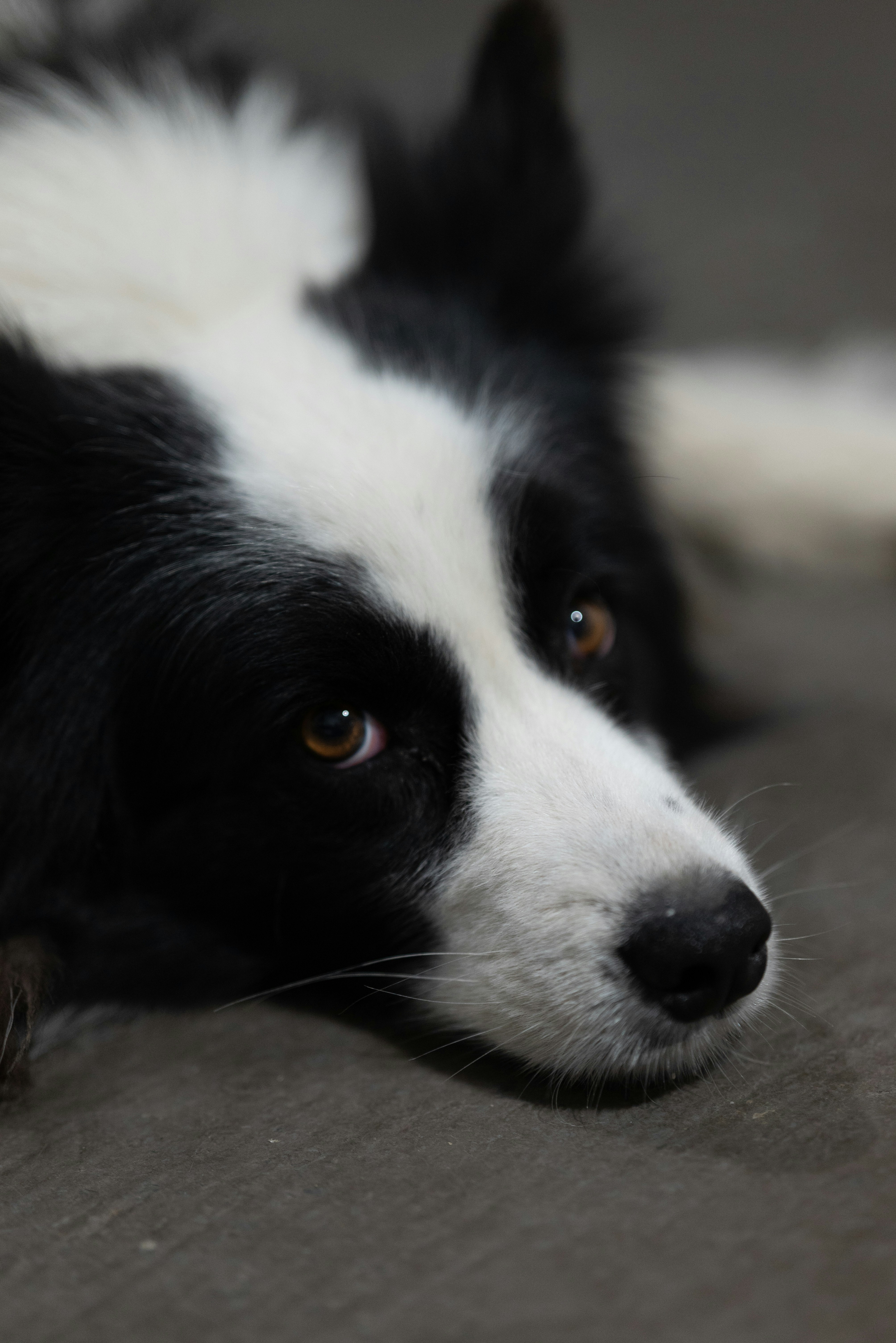 Close-up of a Border Collie’s contemplative gaze on a quiet floor