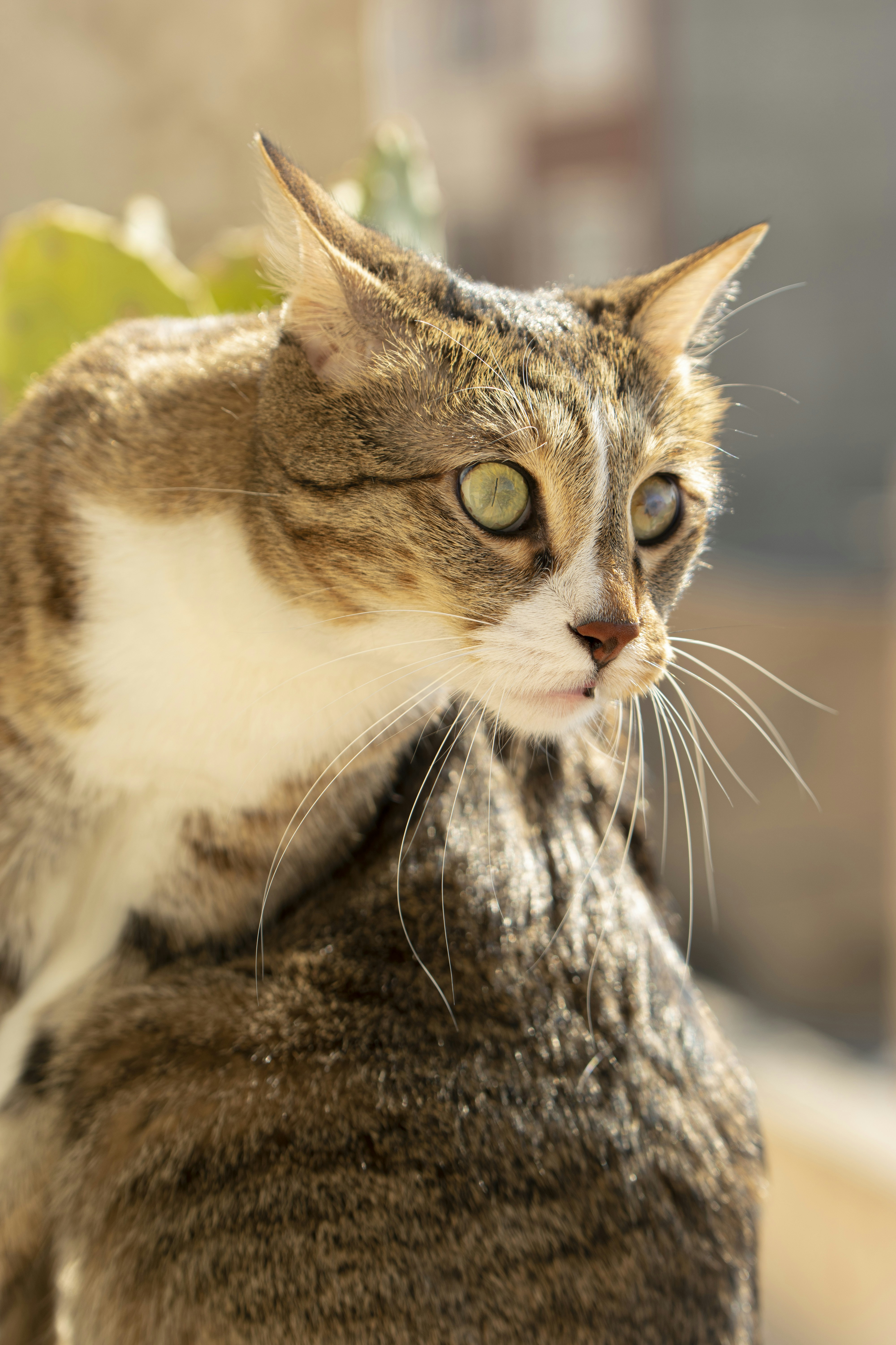Close-up of a Curious Cat in Soft Sunlight