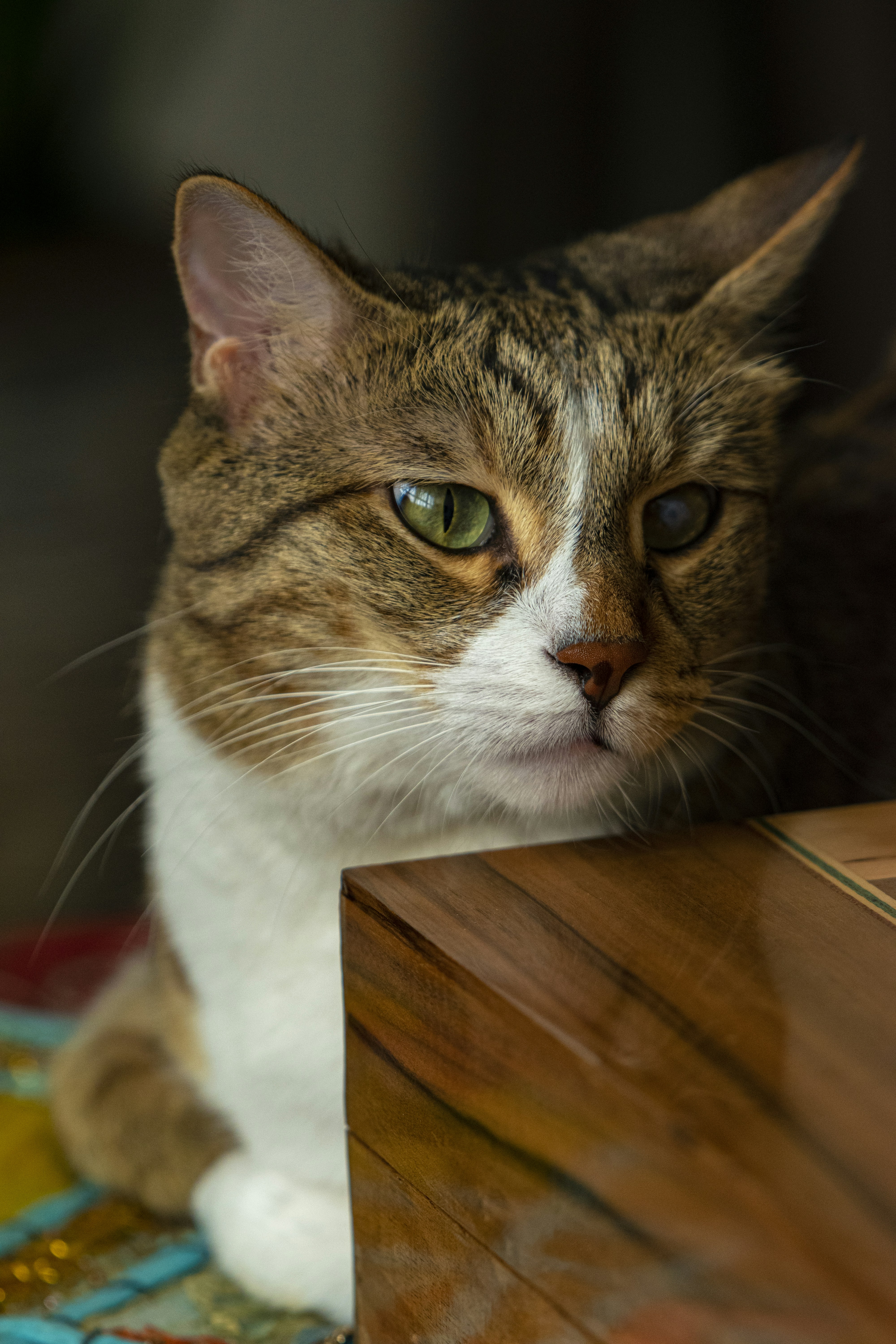 Close-Up of a Curious Cat Watching from Behind a Table