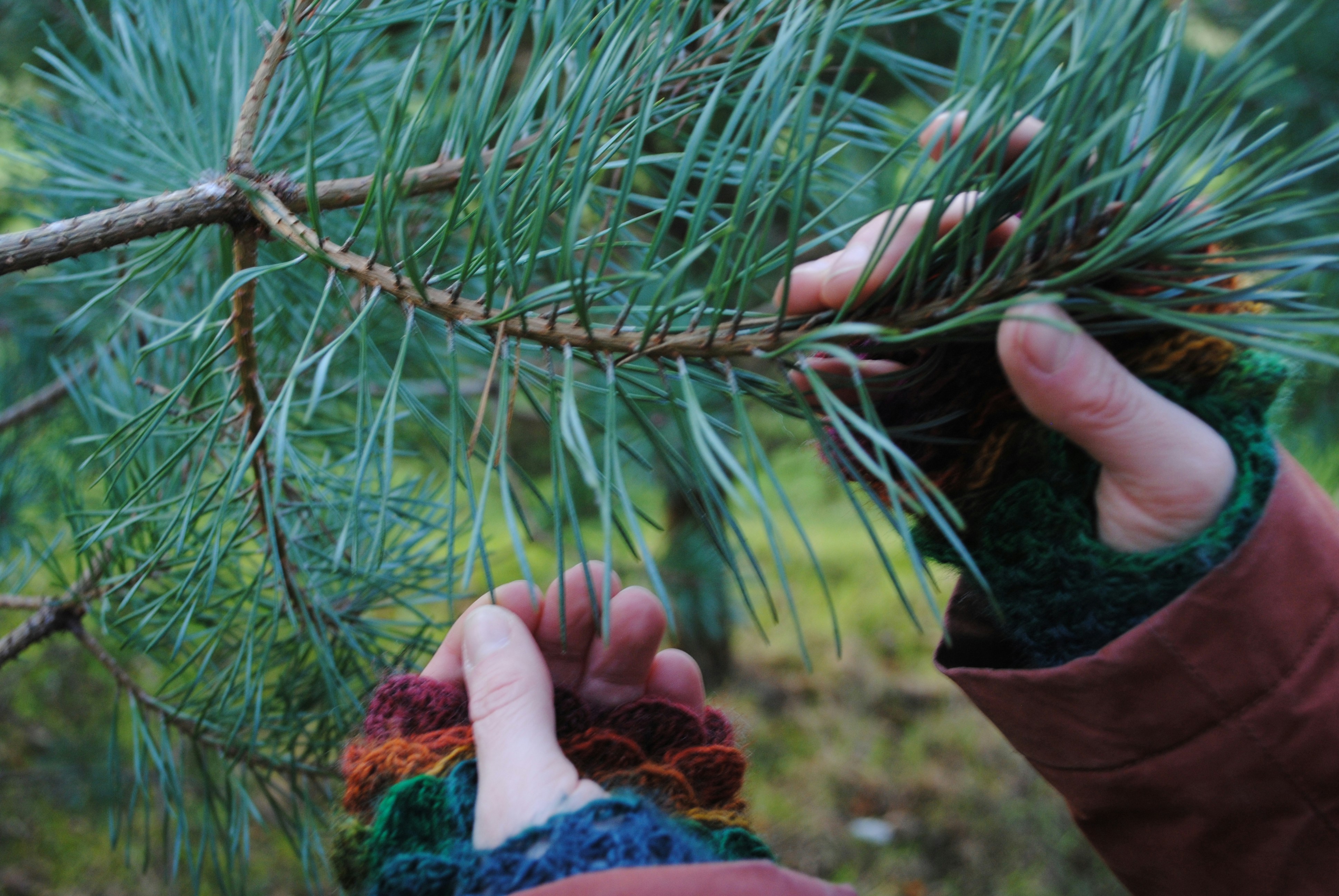 Twine of Pine: Hands Weave a Needle of Green