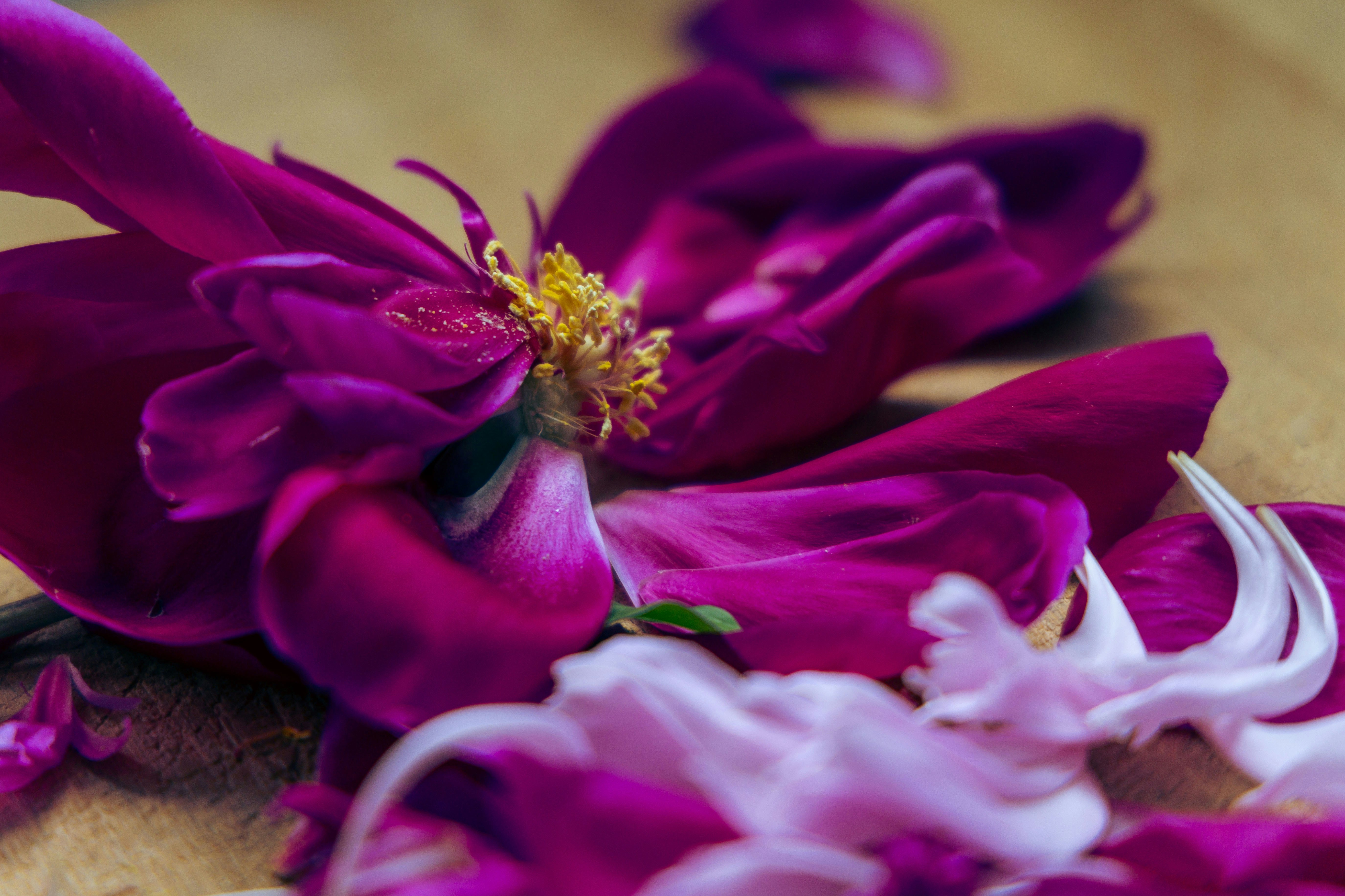 Crimson Petals in Focus: A Quiet Bloom on a Wooden Stage