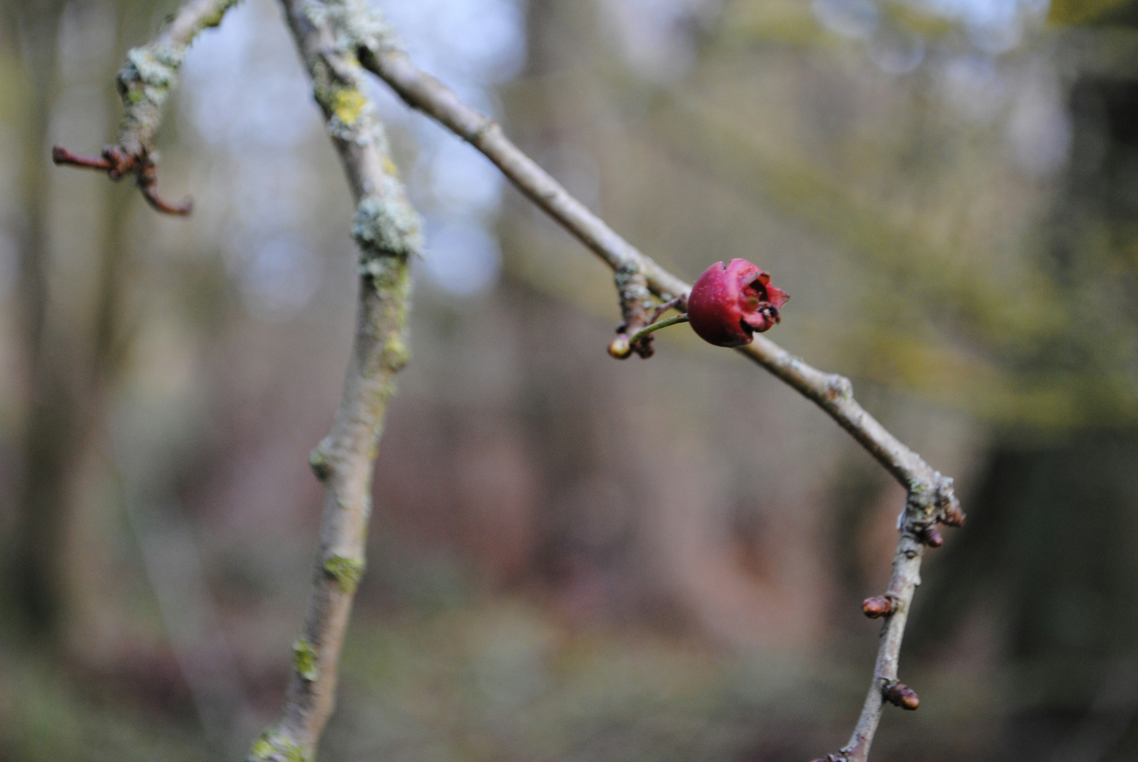 Red Berry on a Mossy Twig in a Quiet Woodland