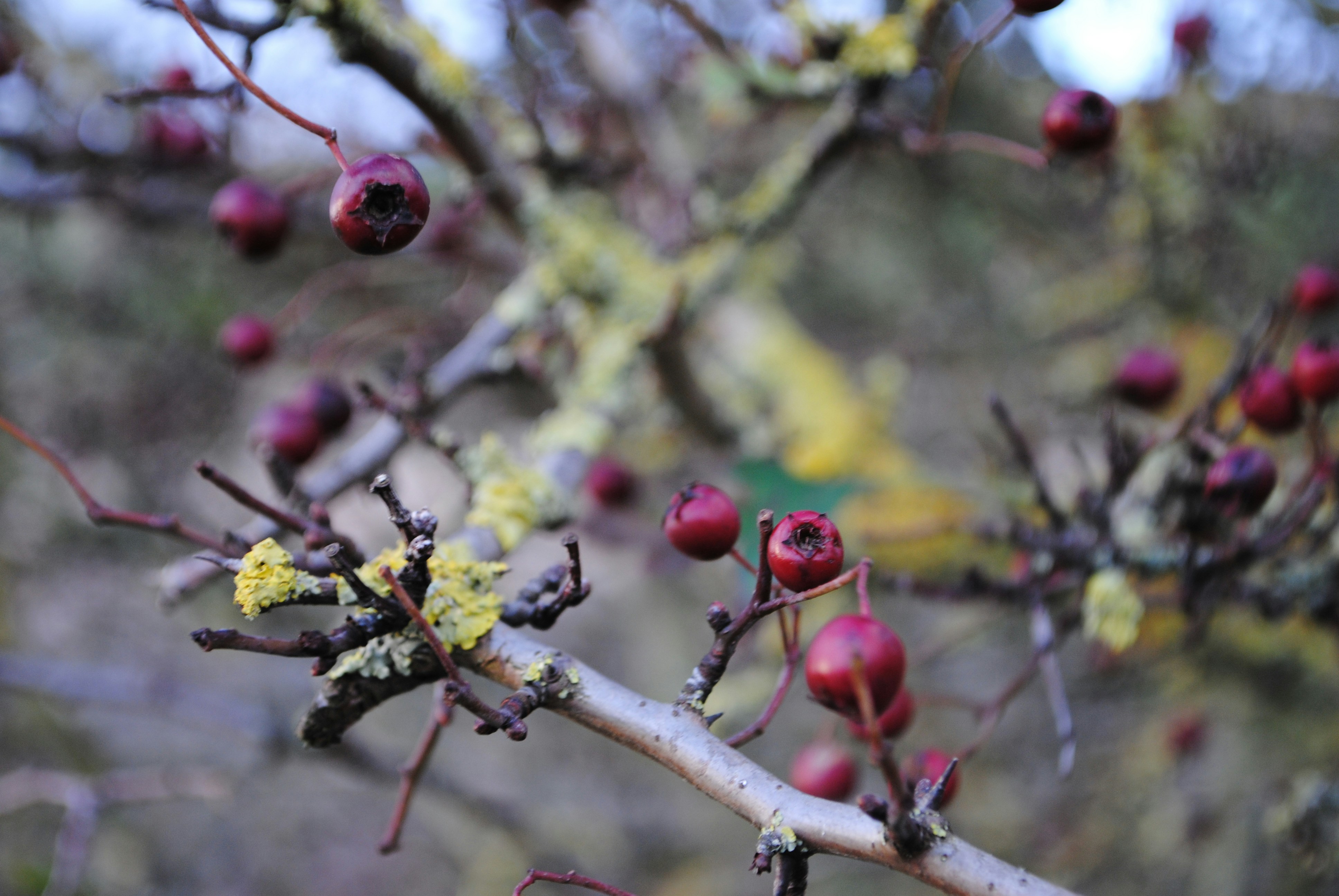 Red Berry Orbit: Mossy Branches in Soft Autumn Blur